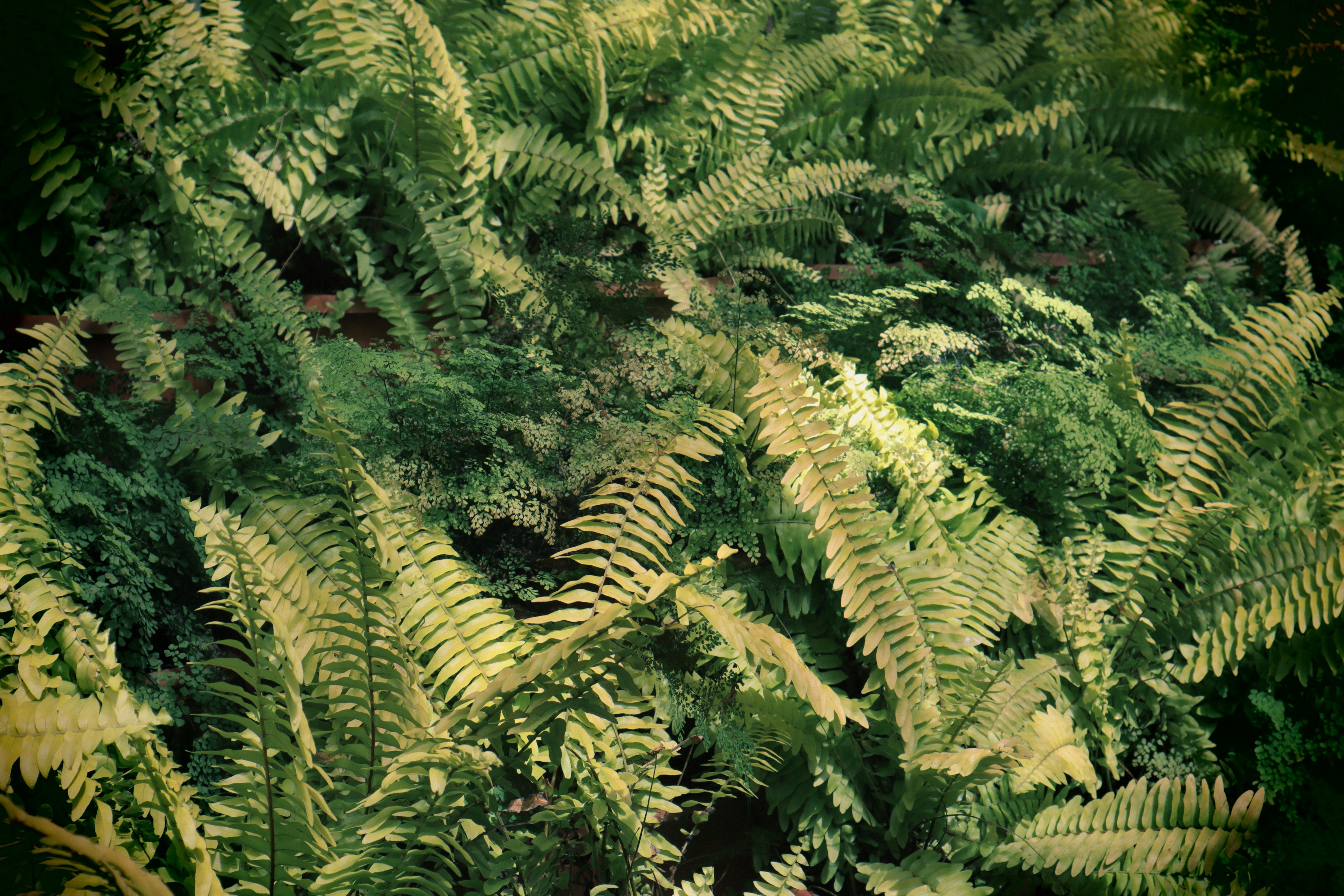 Emerald Frond Mosaic Beneath a Soft Forest Canopy