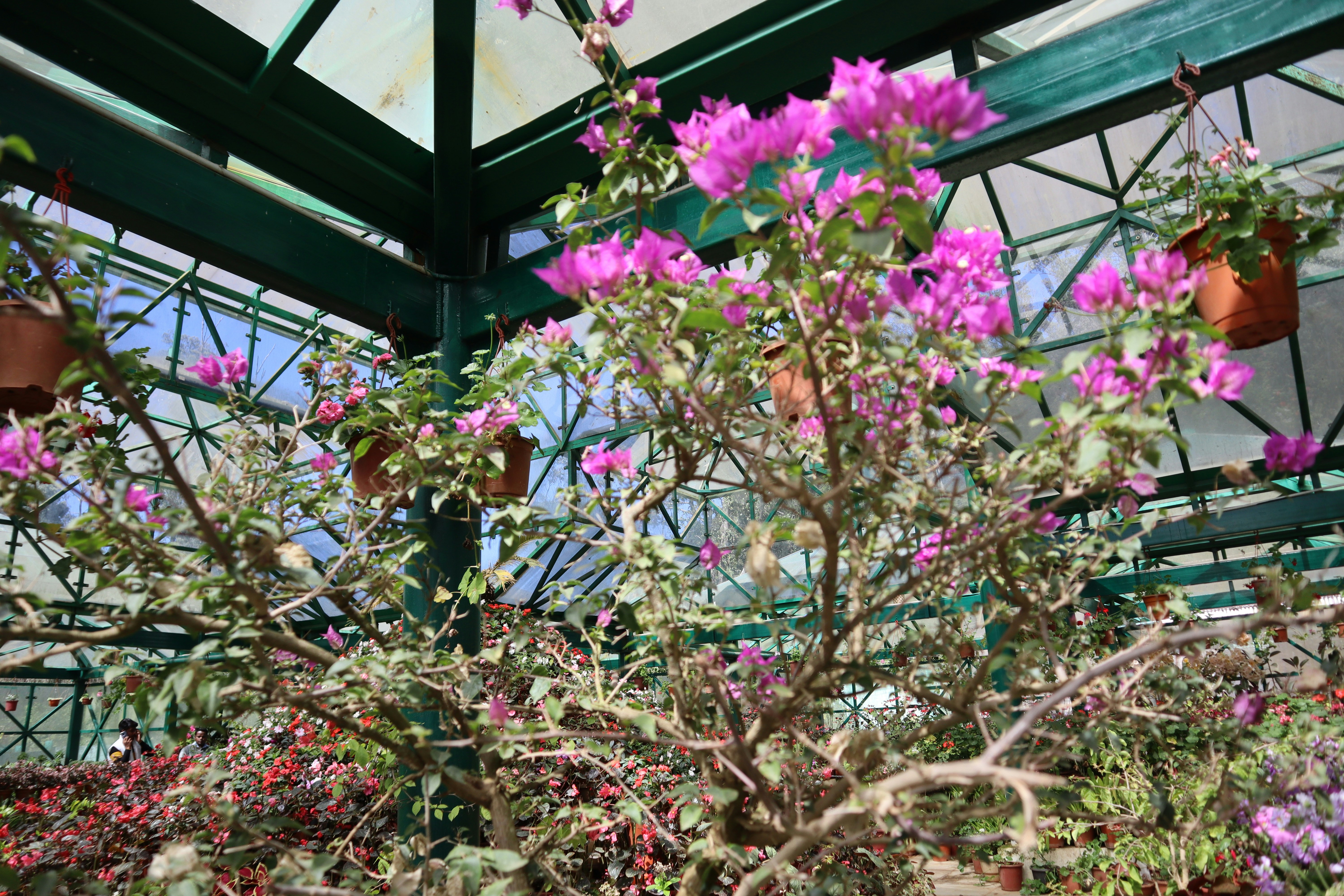 A potted plant with purple flowers in a greenhouse photo – Free Ooty ...
