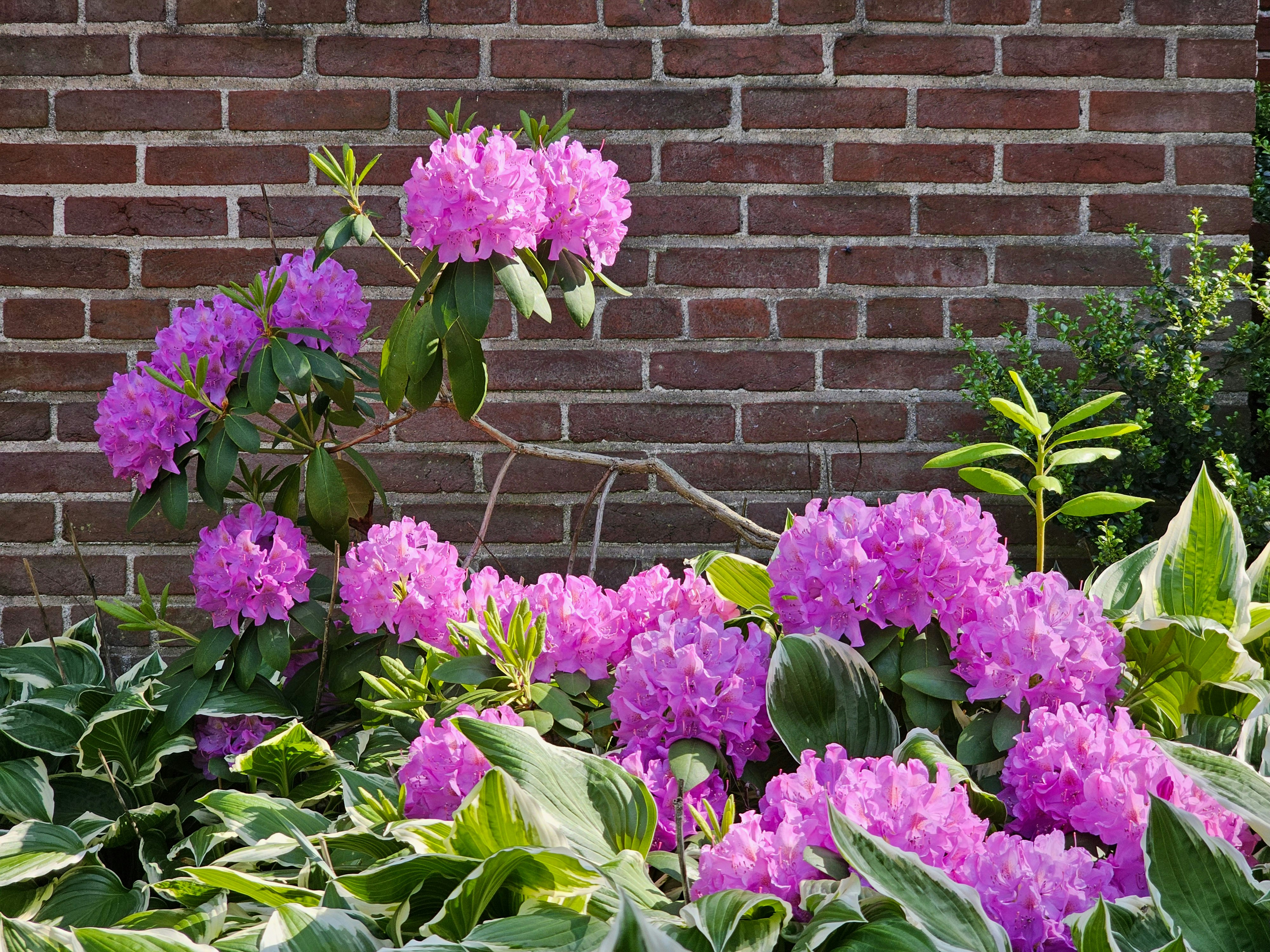 Rhododendron Burst Framing a Brick-Walled Garden