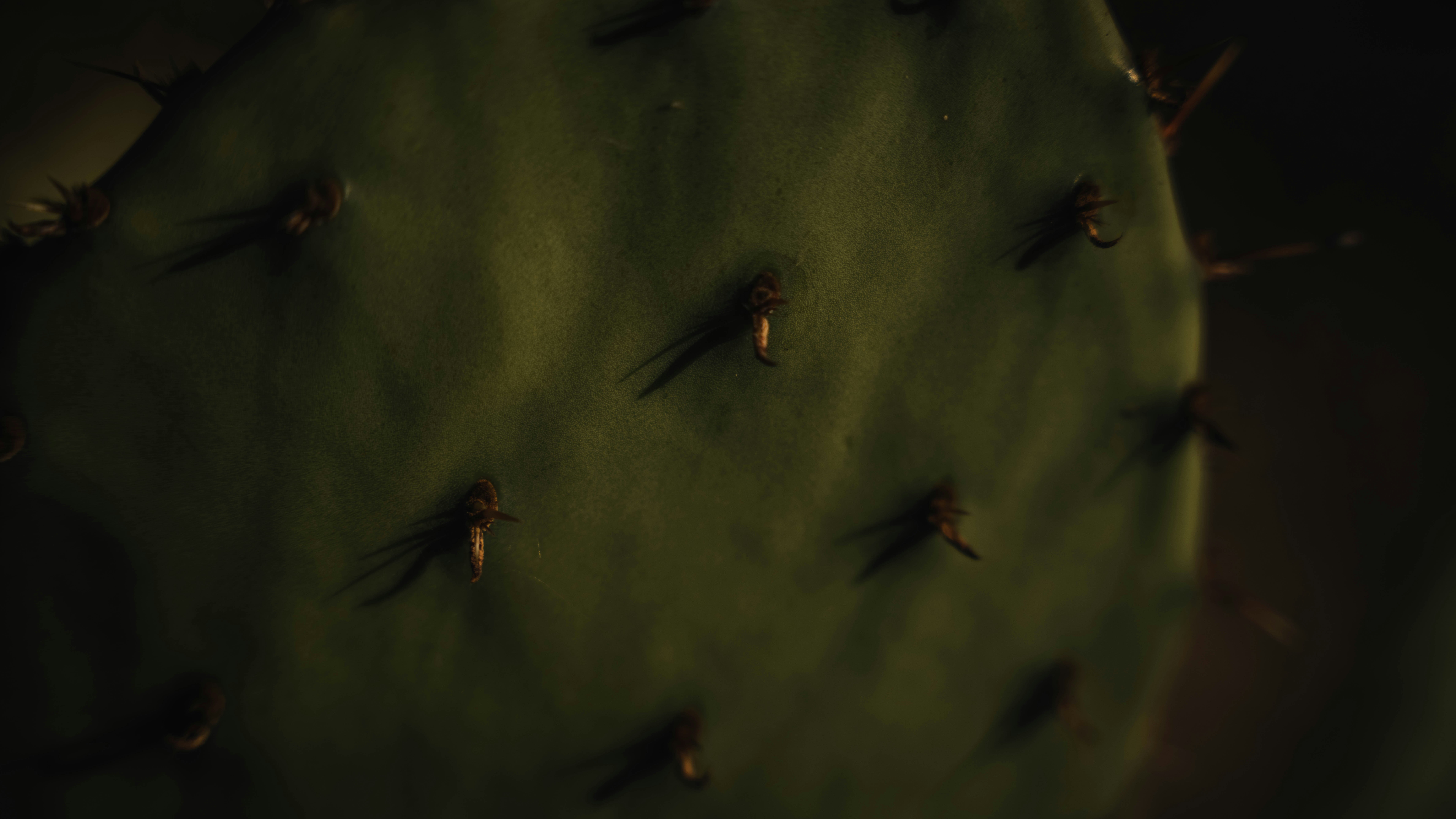 Un cactus avec beaucoup de petits insectes dessus photo – Photo Cactus ...