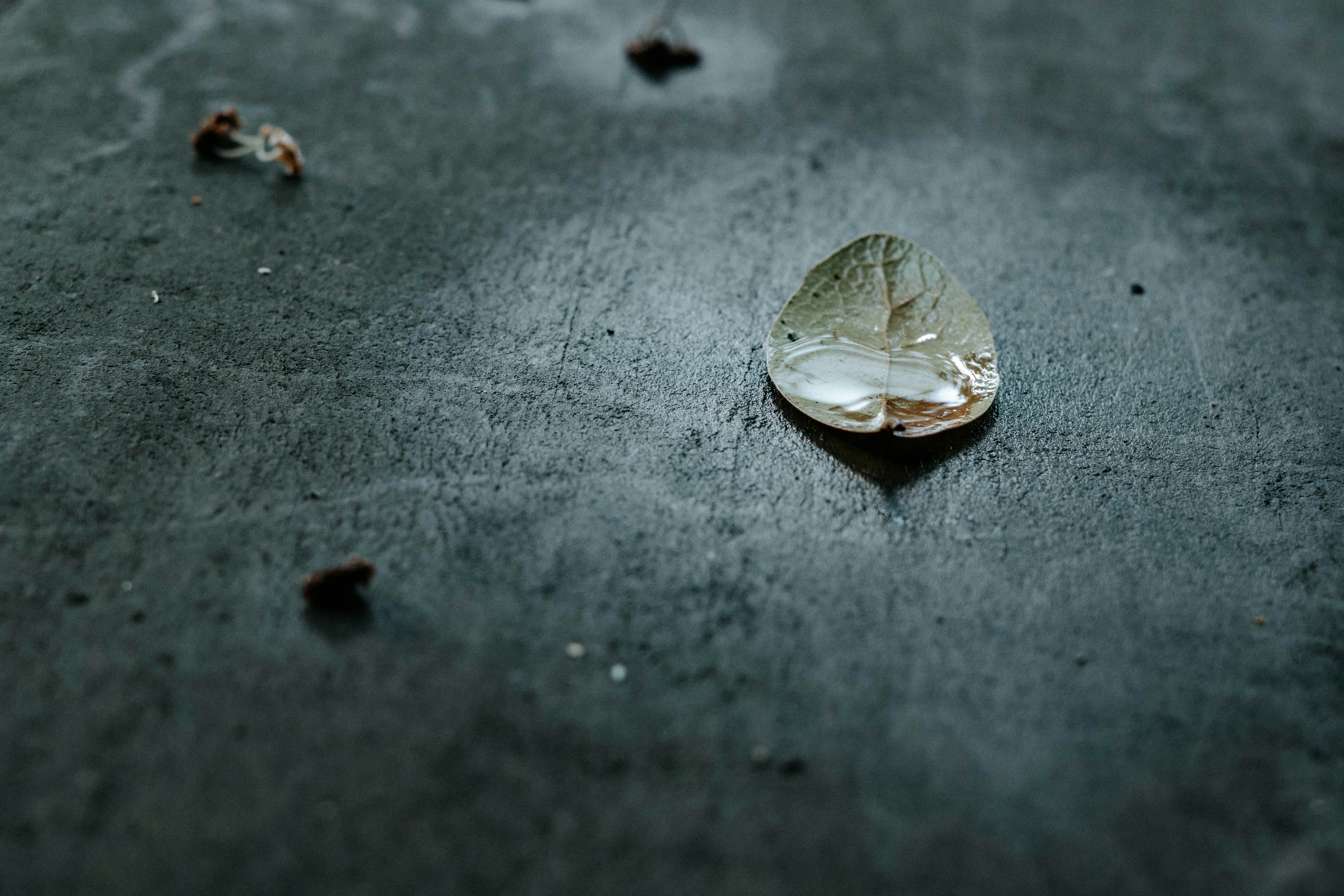 A single shell on the ground in the rain photo – Free Chile Image on ...