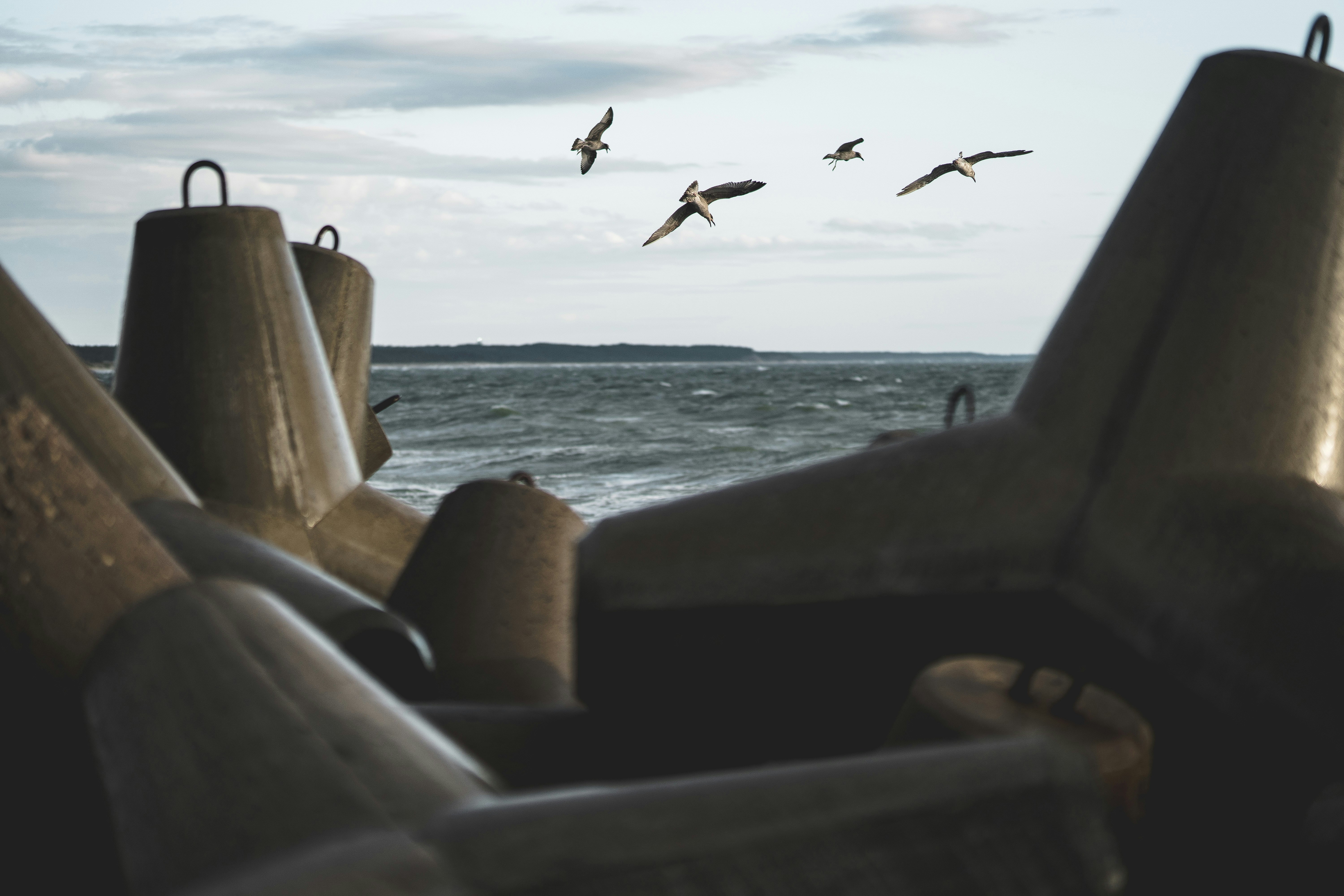 Midflight Over Weathered Tetrapods: Seabirds Trace a Quiet Seascape