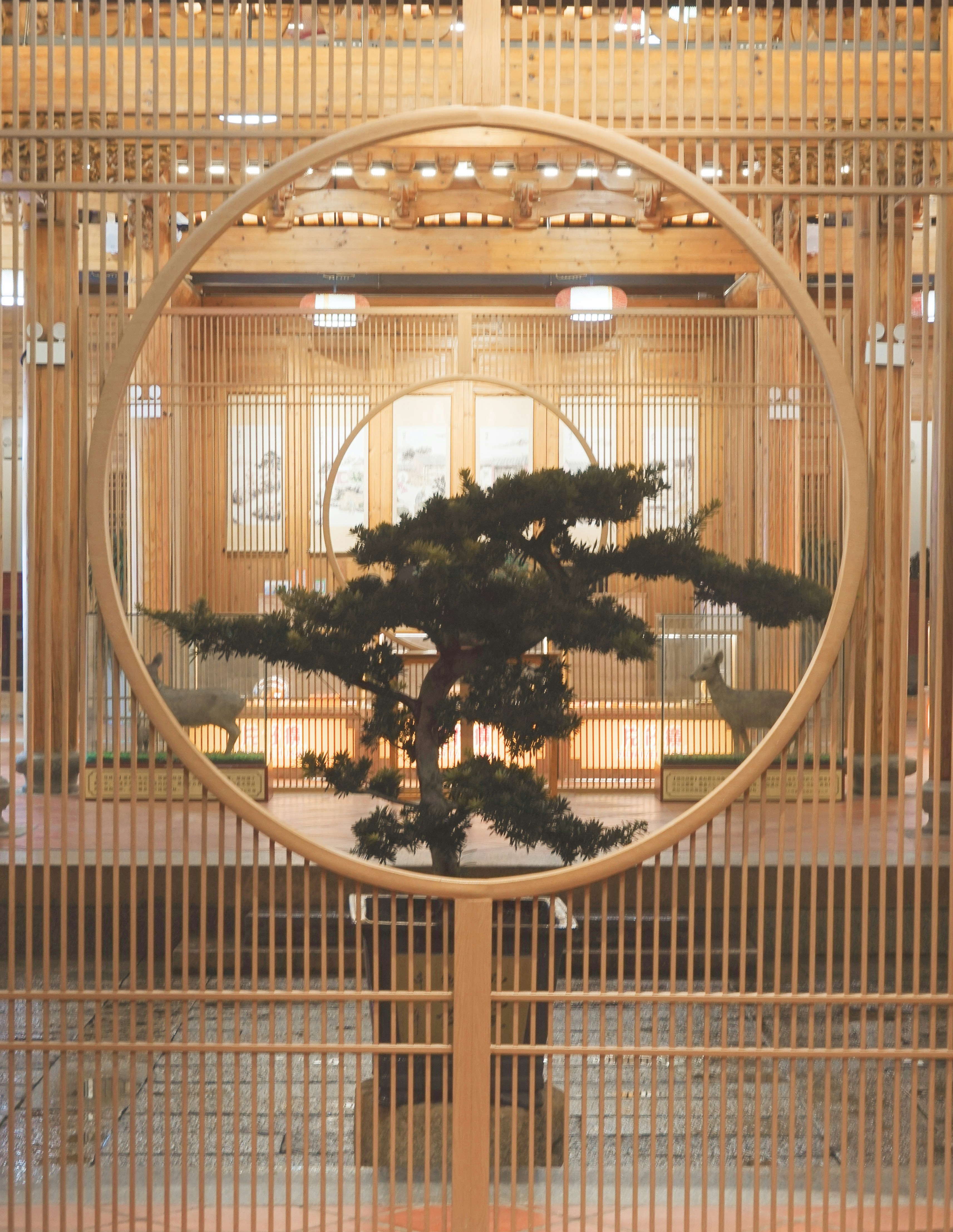 Ringed Serenity: A Bonsai Centerpiece in a Lattice Gallery