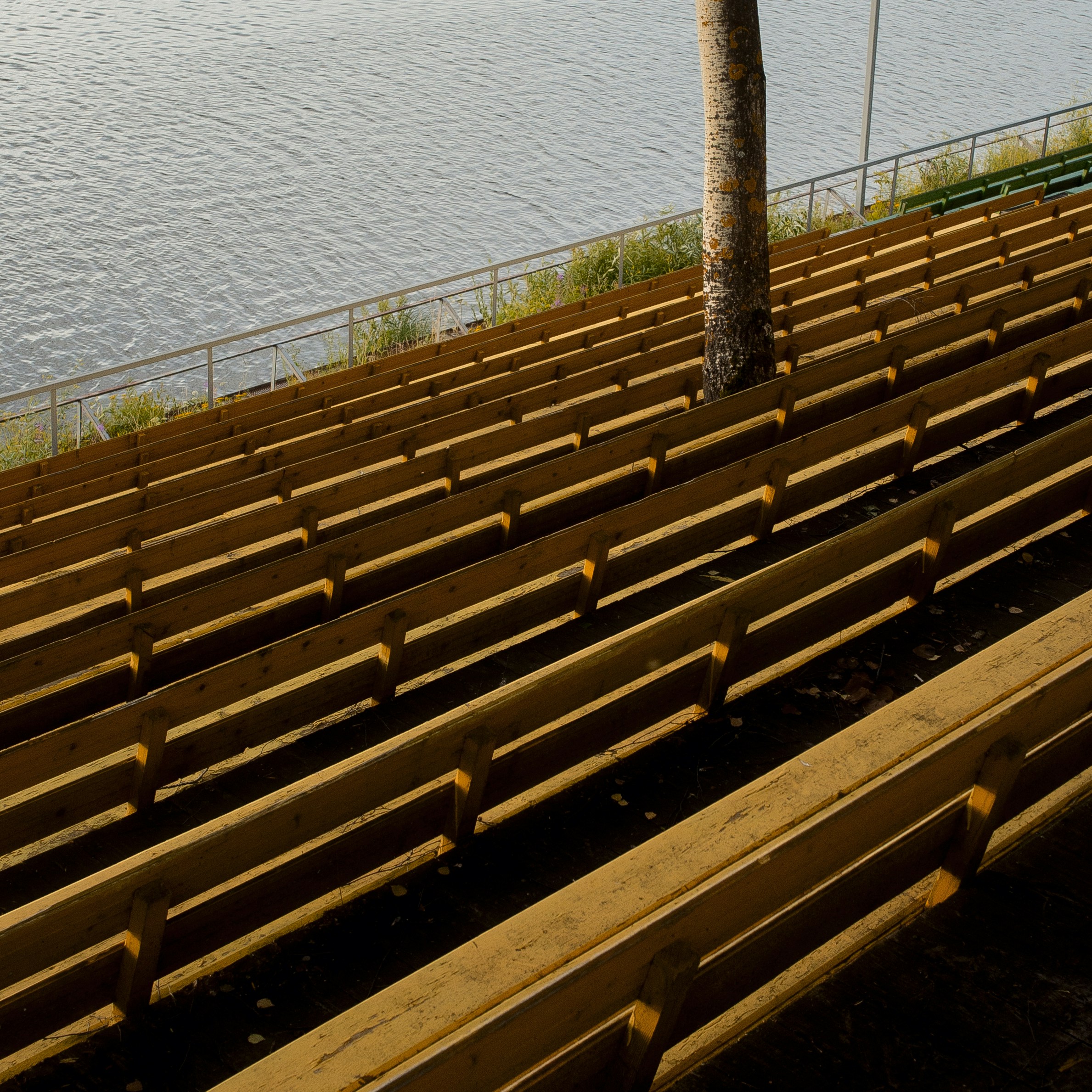 Golden Tiers by the River: A Lone Tree Among Parallel Ribs