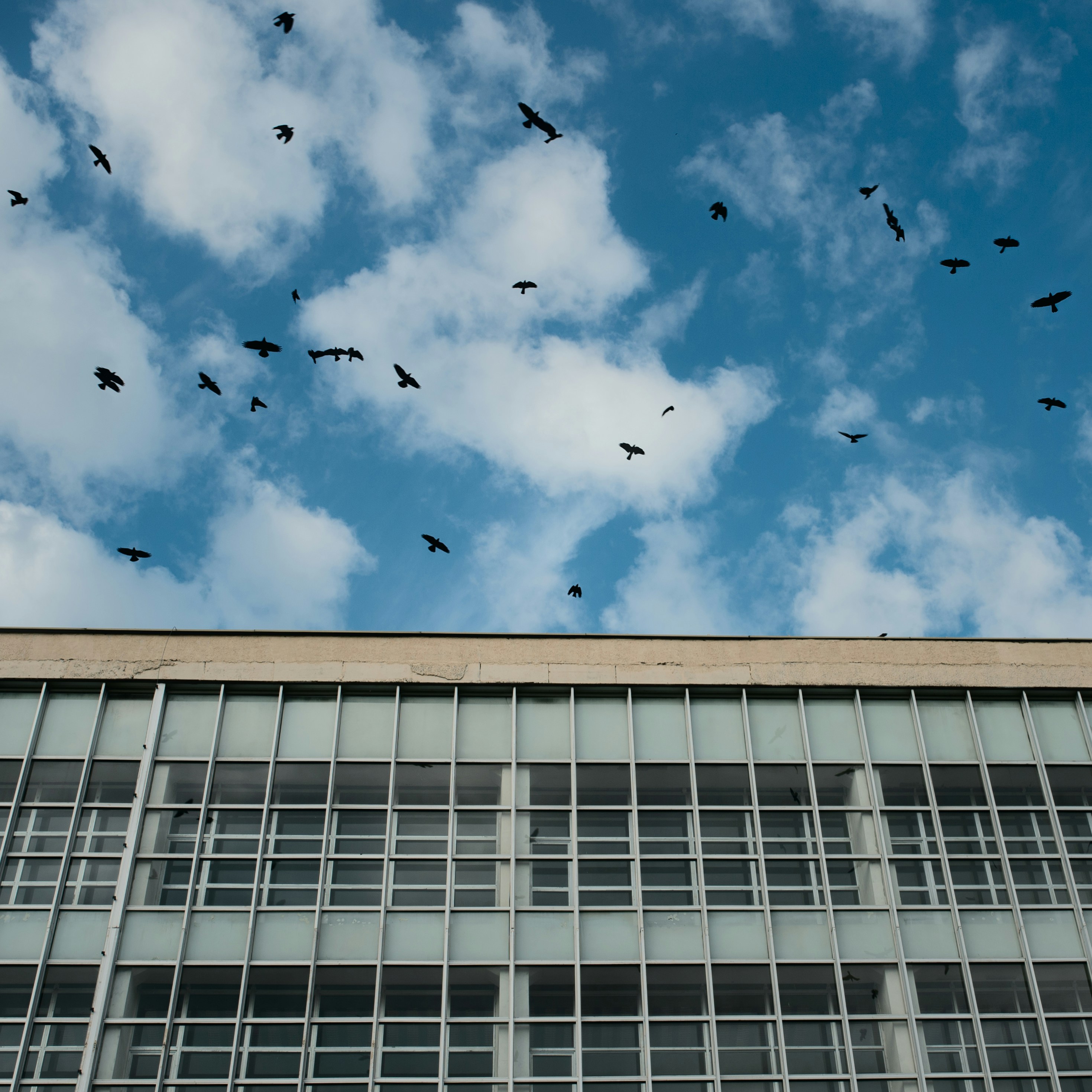 Skyline Birds Over a Grid of Glass and Concrete