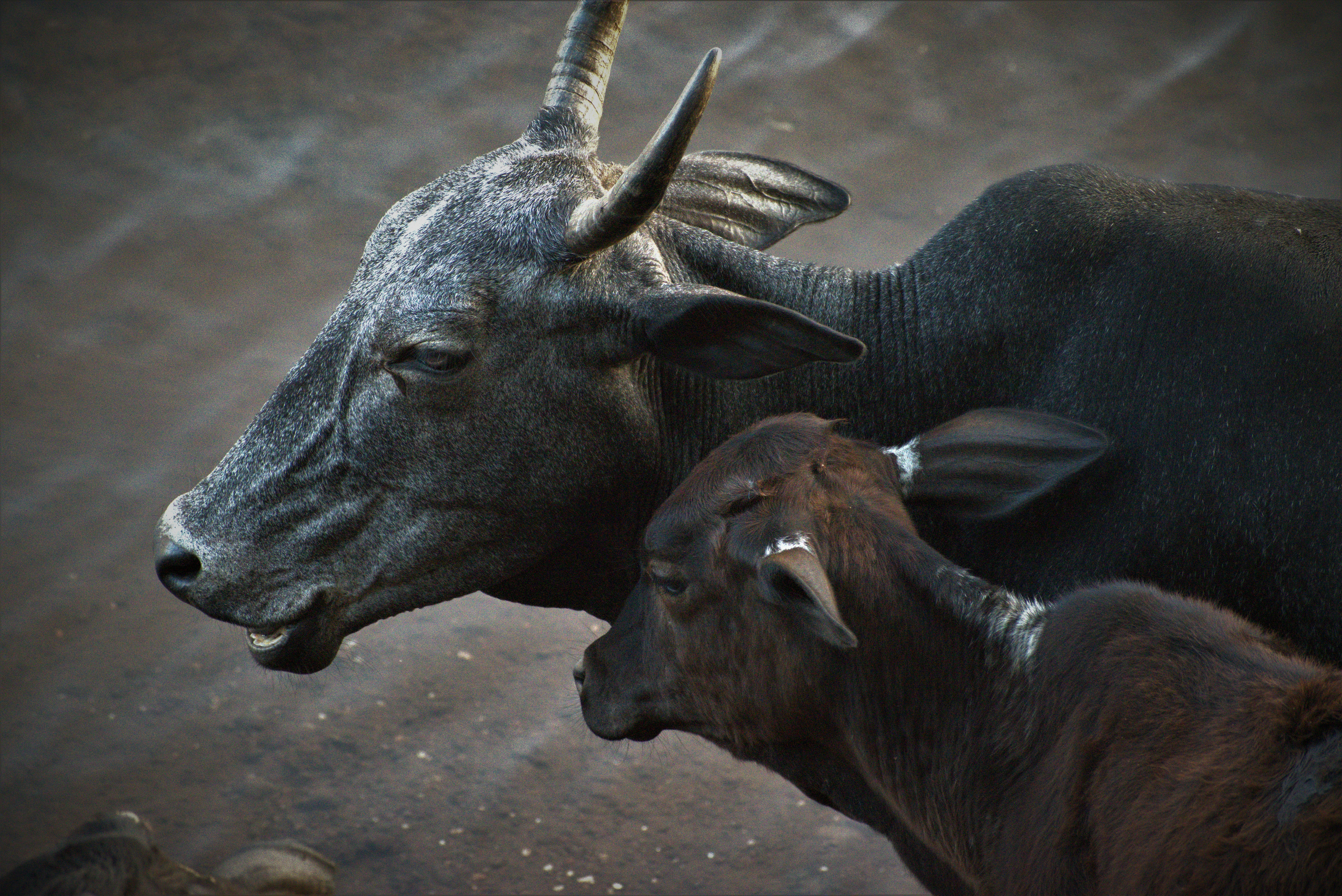 A couple of cows standing next to each other photo – Free Raigad Image ...