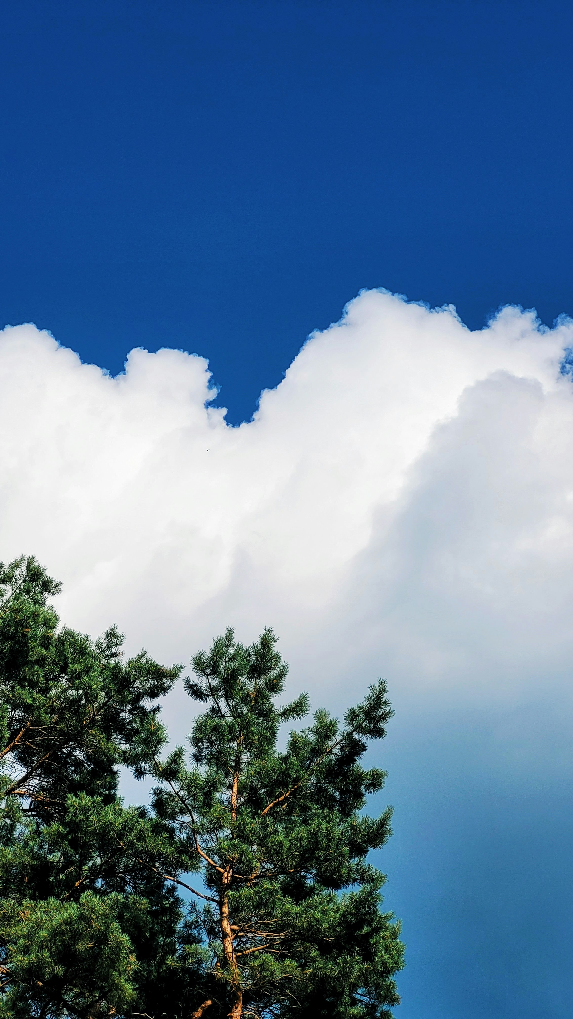 Whispers of the Sky: A Dance of Clouds and Pines