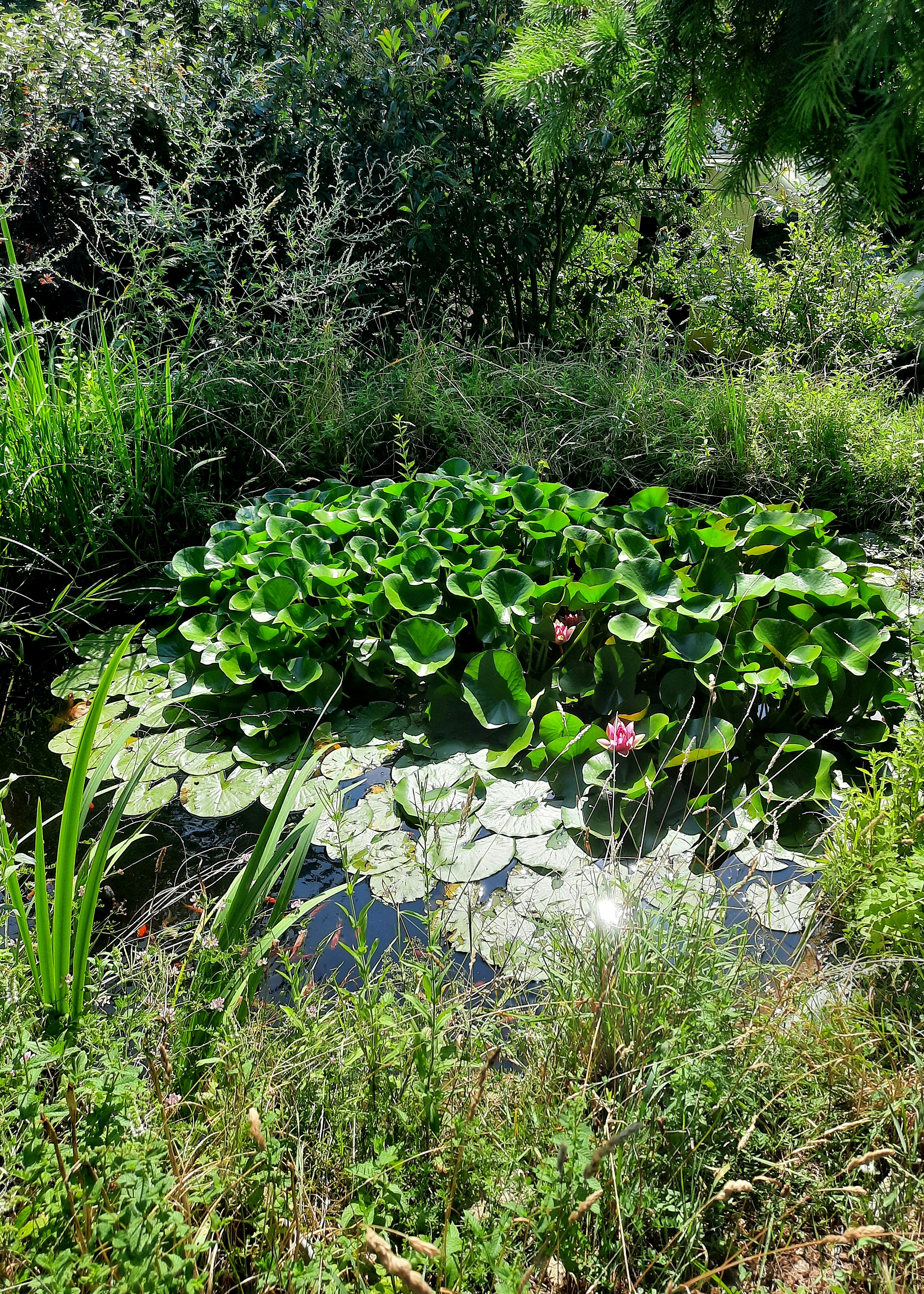 Pink Lotus Crowned by a Green Wave: A Quiet Pond in Full Light