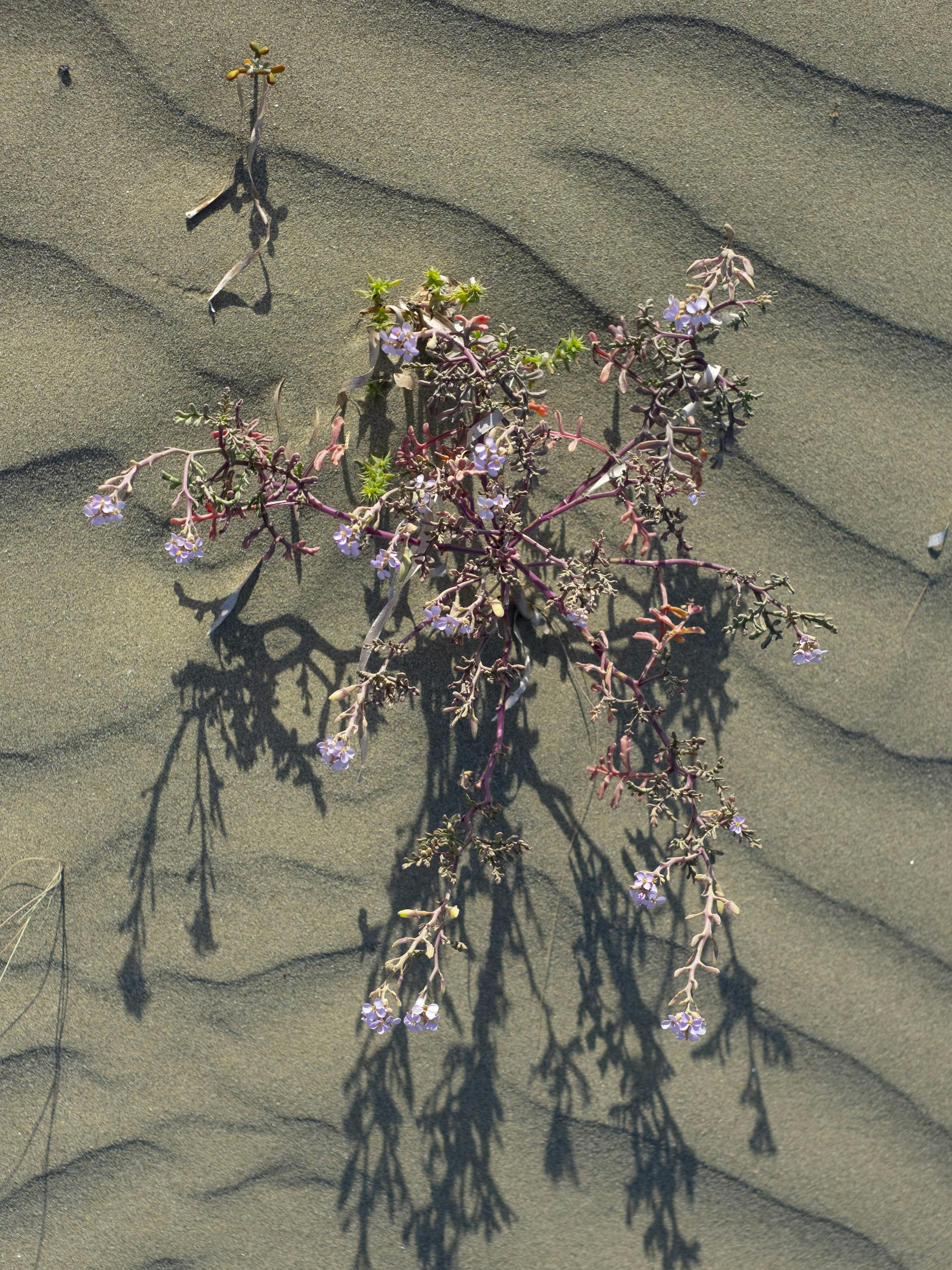 Desert Bloom in Ripples: Purple Sprigs Casting Long Sand Shadows