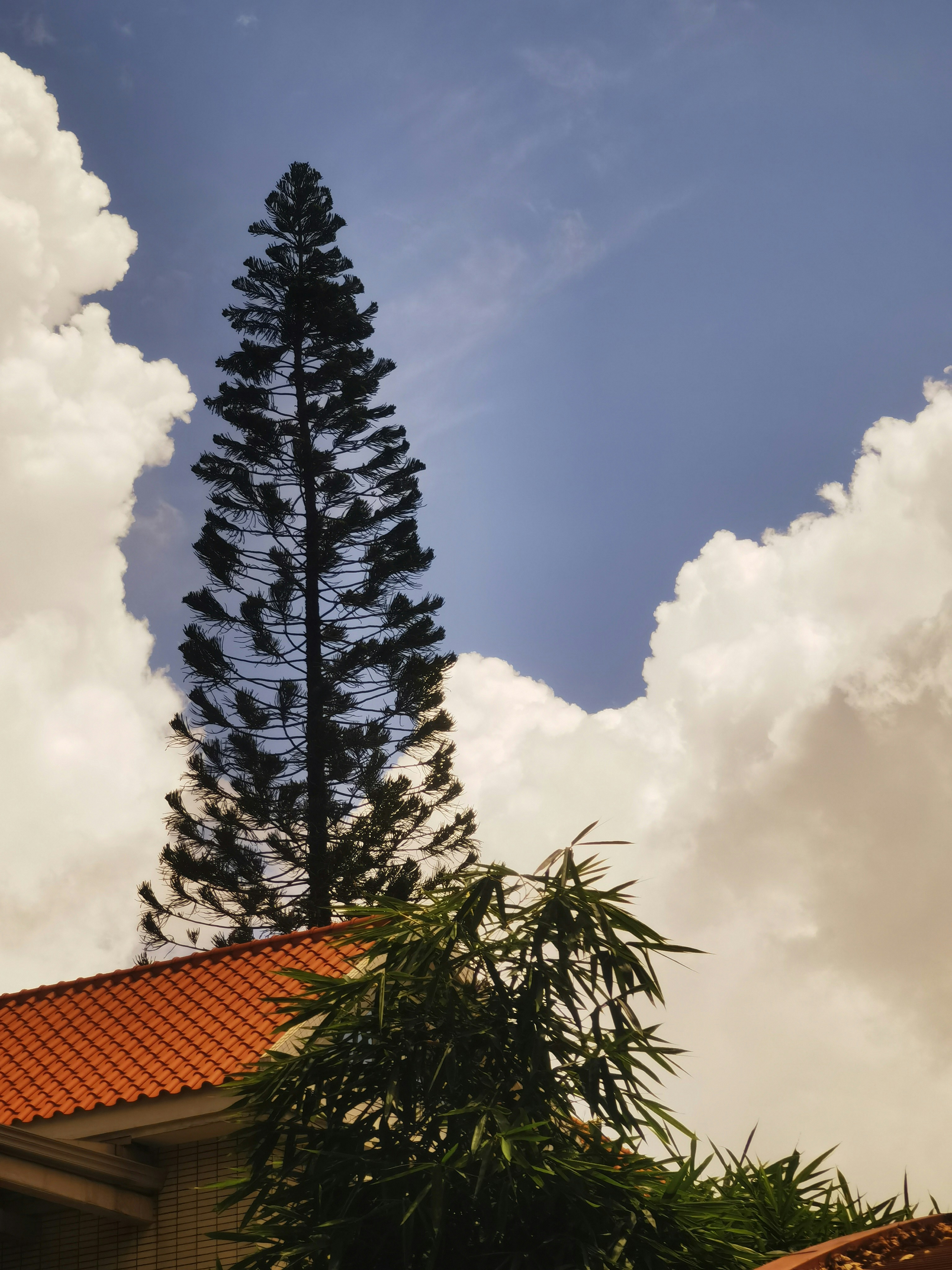 Tall pine silhouette rises behind a red-tiled roof, framed by bamboo fronds against a bright blue sky with fluffy clouds.
