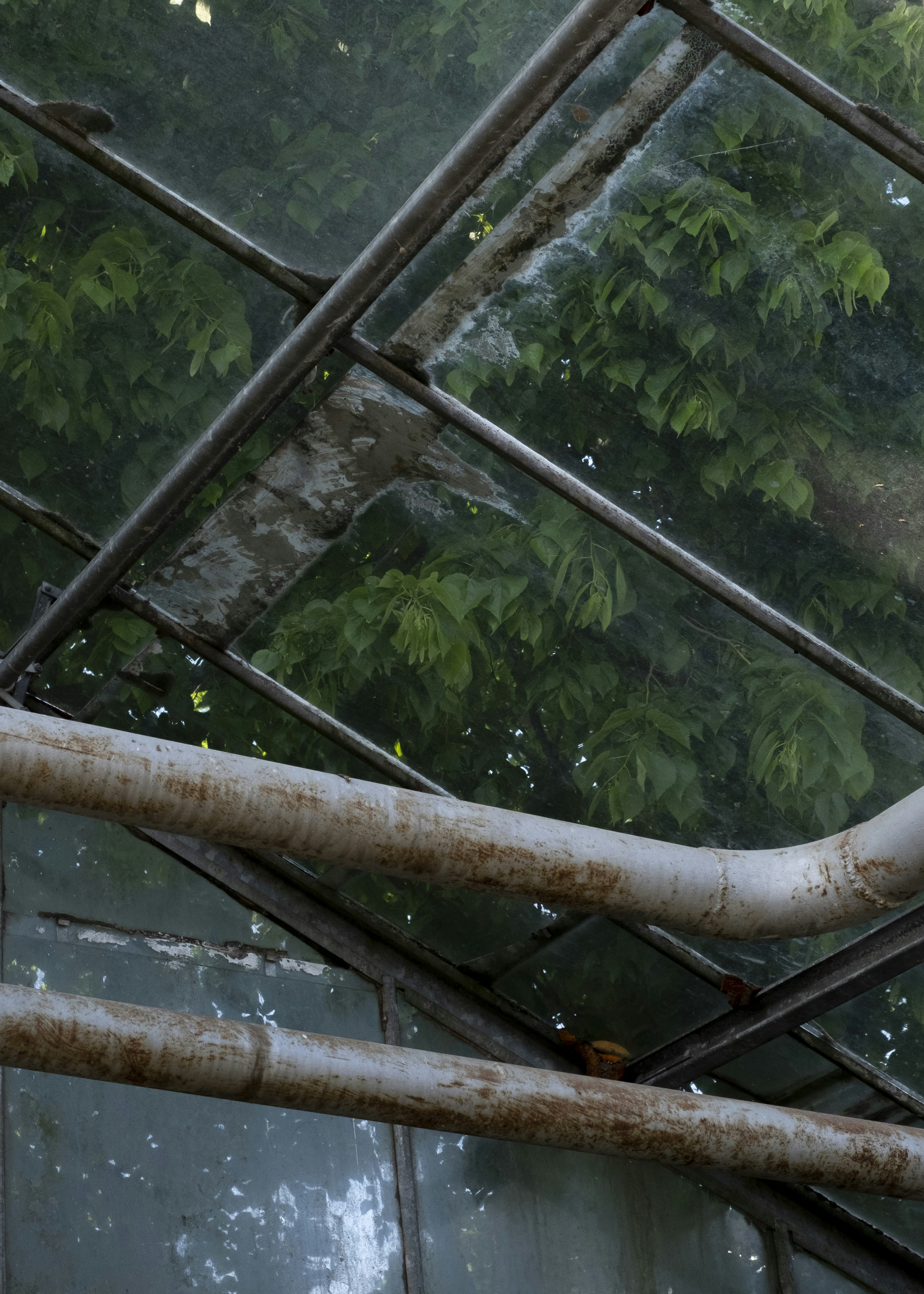 Rust and Leaves: Diagonal Pipes Framing a Glass Canopy