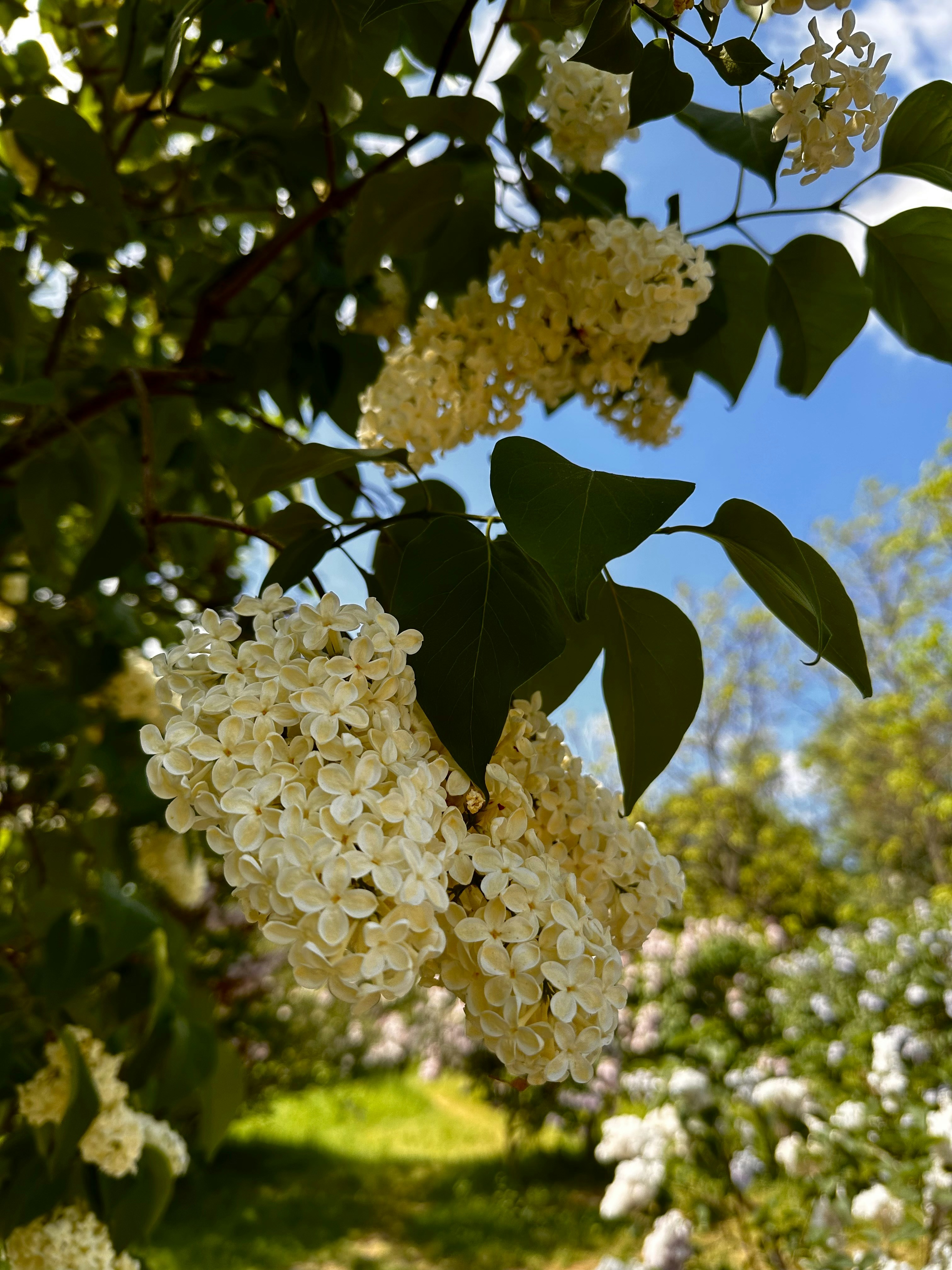 A cluster of white flowers hanging from a tree photo – Free Kyiv Image ...
