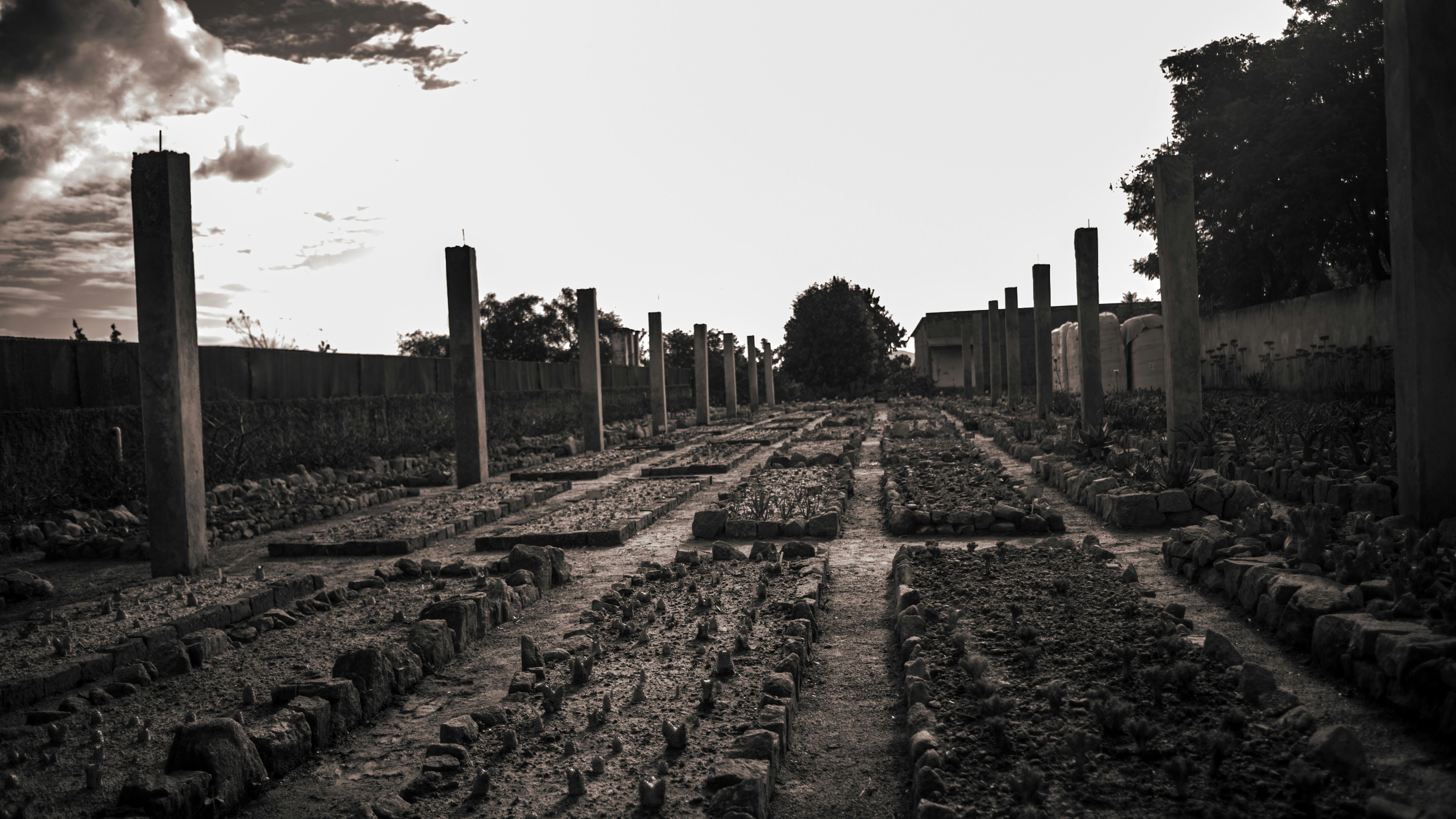 Monochrome Aisle: Distant Tree Framed by Weathered Posts
