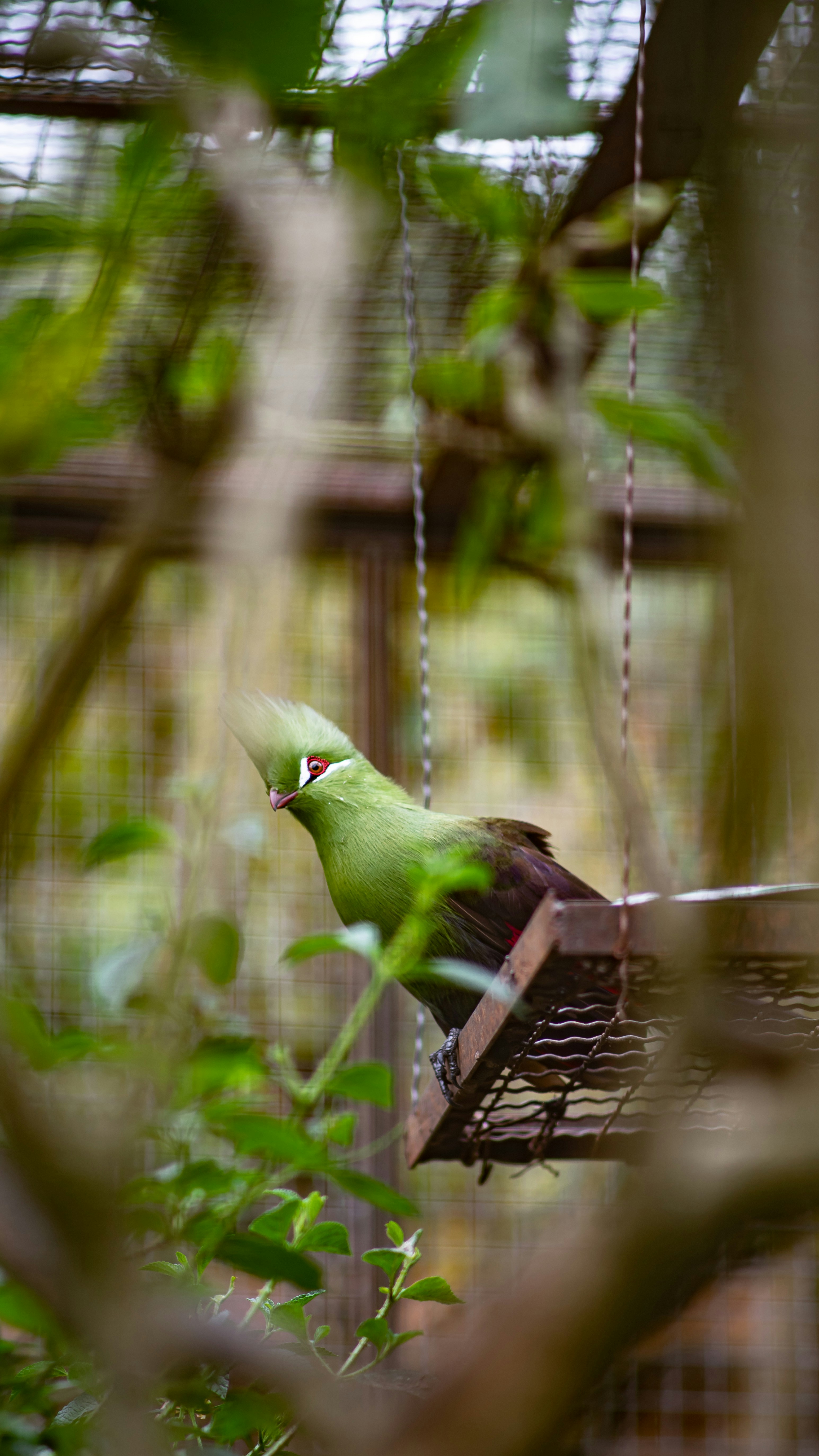 Emerald Crest on a Metal Swing: Tranquil Moment in a Green Enclosure