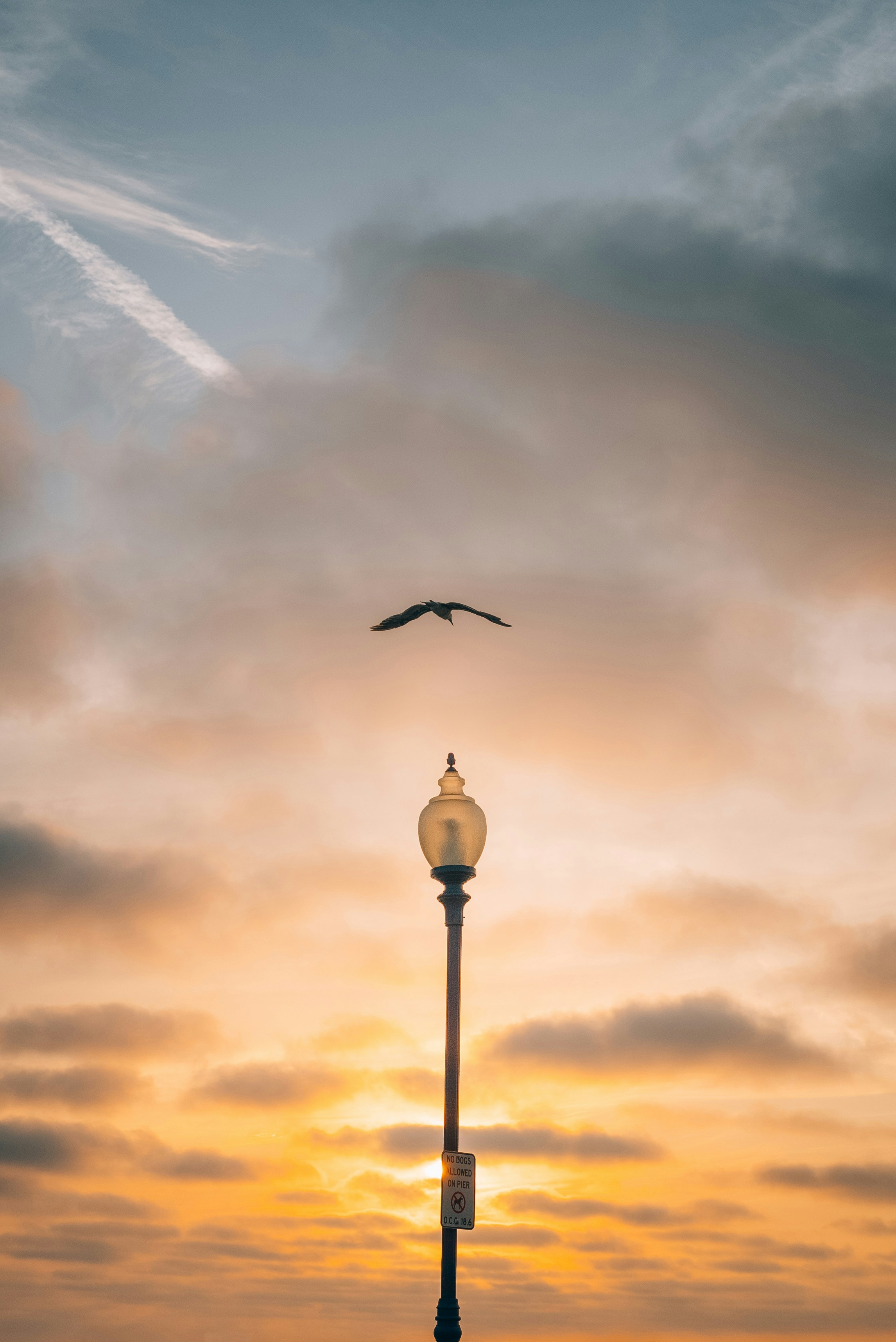Dusk Glide Above the Lantern: A lone bird over a streetlamp at sunset