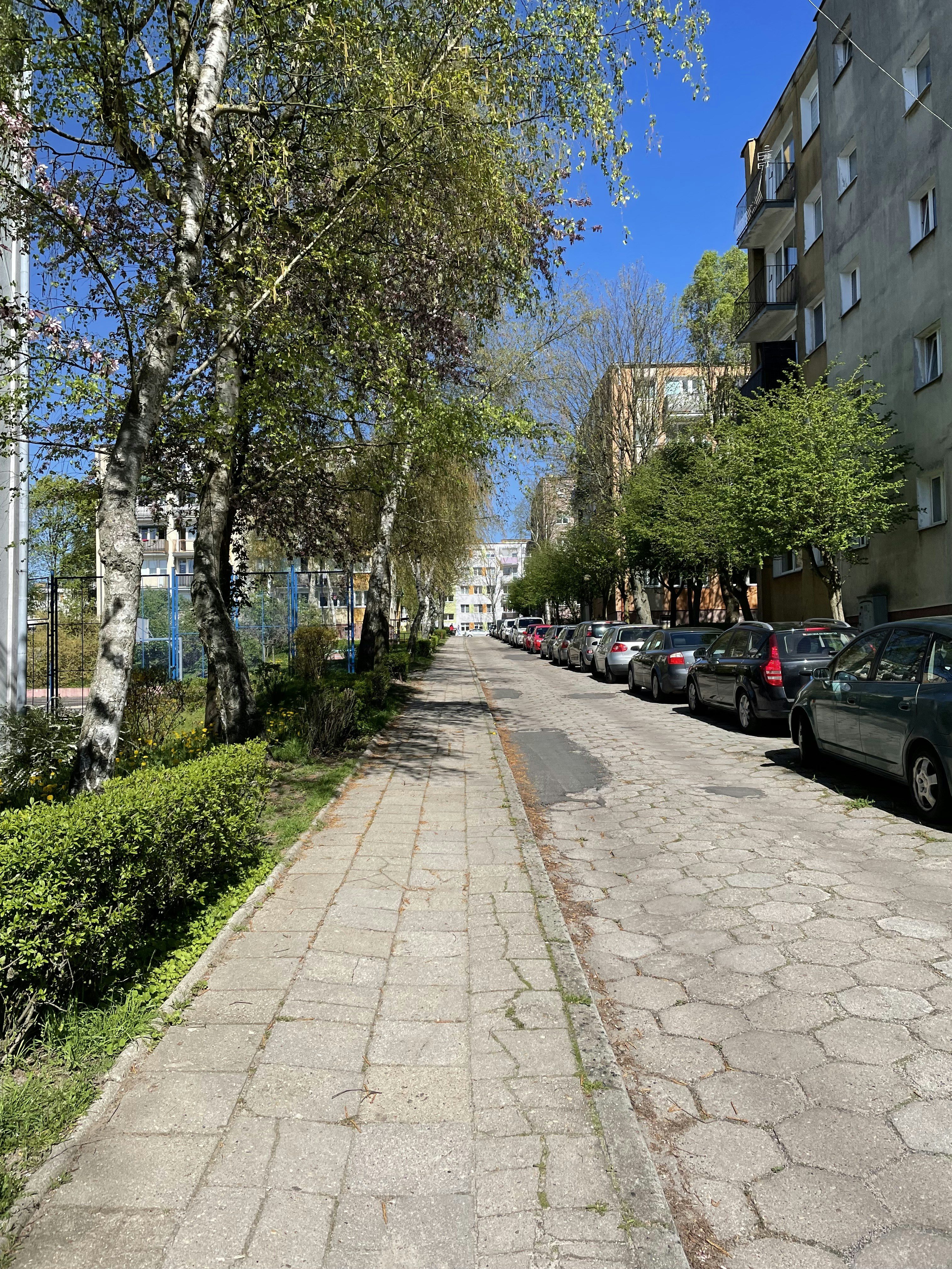 Noon along a Tree-Lined Street: A Quiet Corridor Between Parked Cars and Apartment Blocks