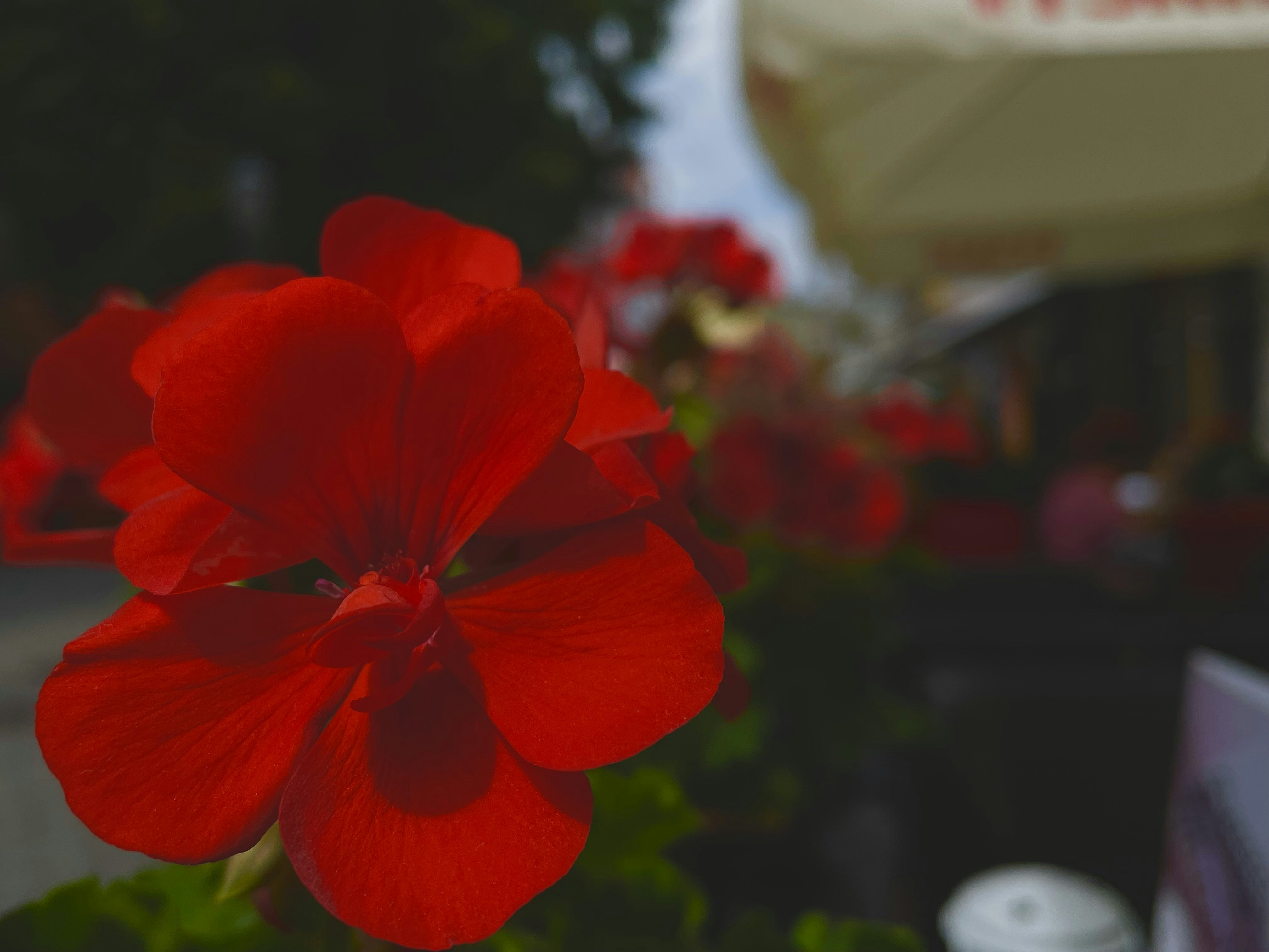 Crimson Petals in a Sunlit Café Courtyard