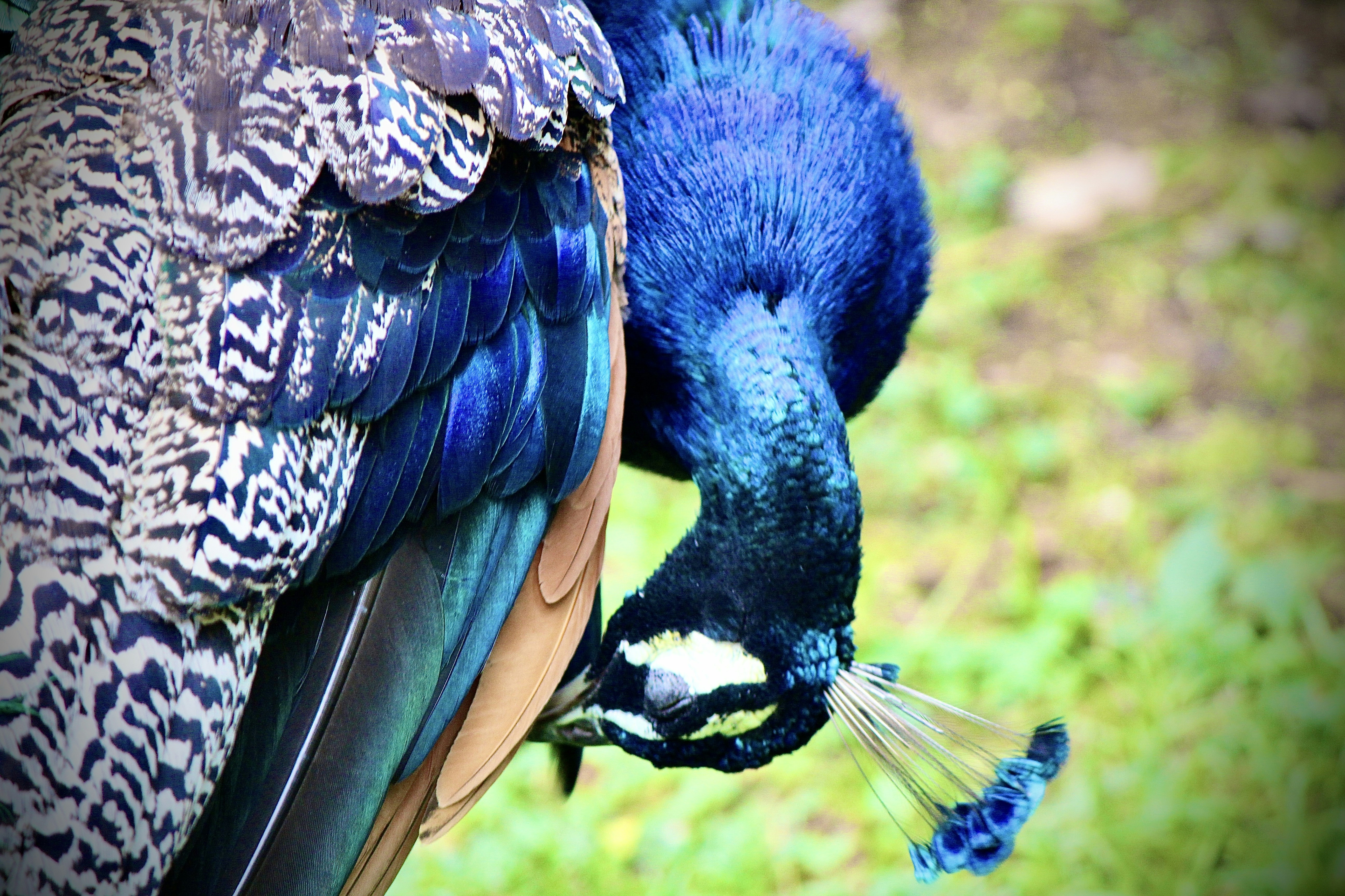 Foto zum Thema Eine nahaufnahme eines pfaus mit dem kopf nach unten ...