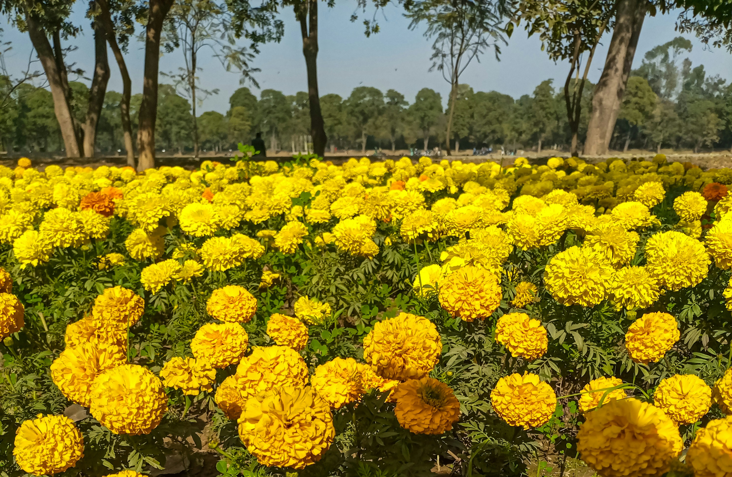Dense bed of yellow marigolds in a sunlit park with trees lining the background.