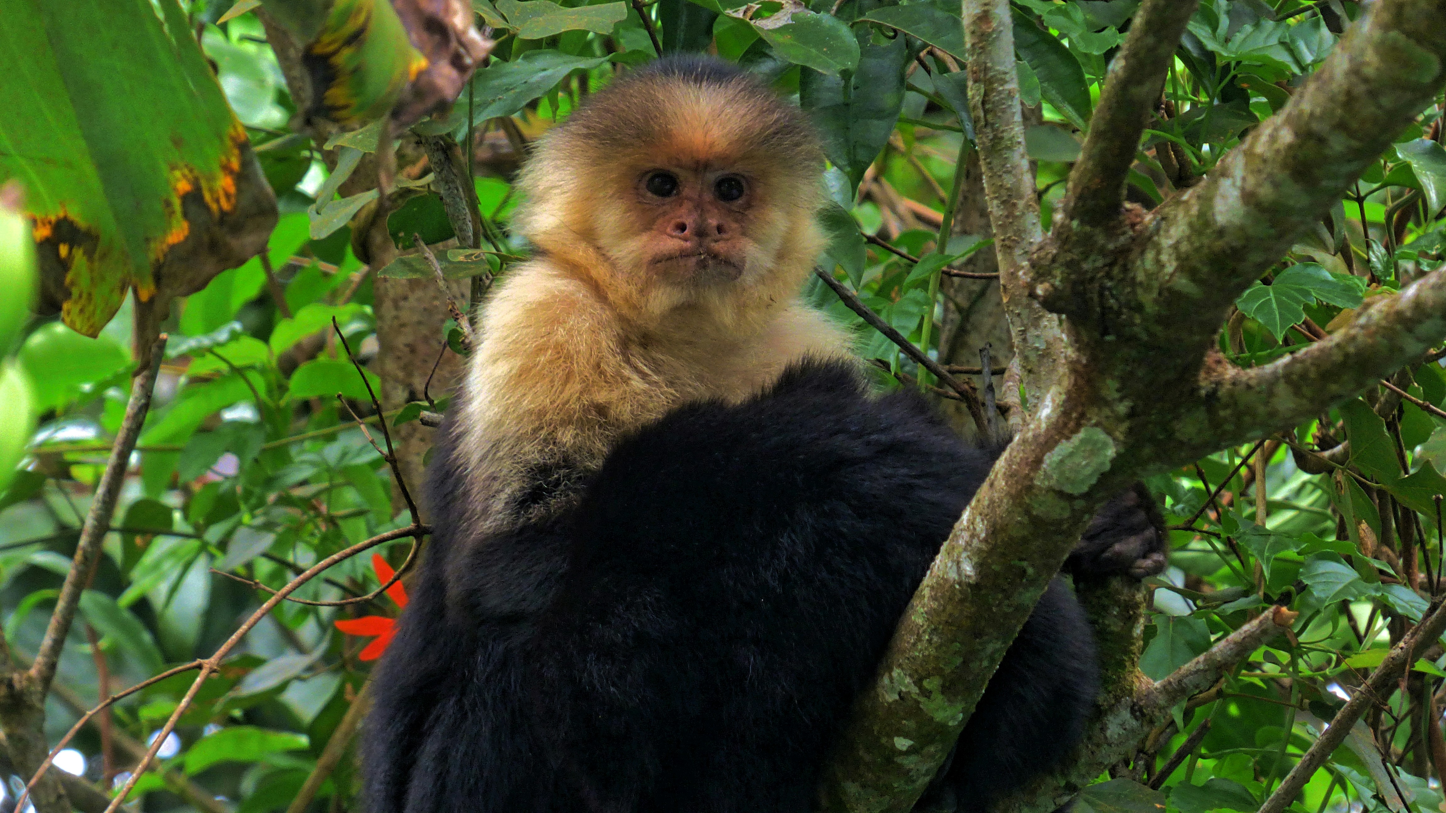 White-Throated Capuchin Monkey - Sarita's Casitas - Cerro Plano, Monte Verde, Puntarenas, Costa Rica. Monteverde Wildlife Experiences-Costa Rica