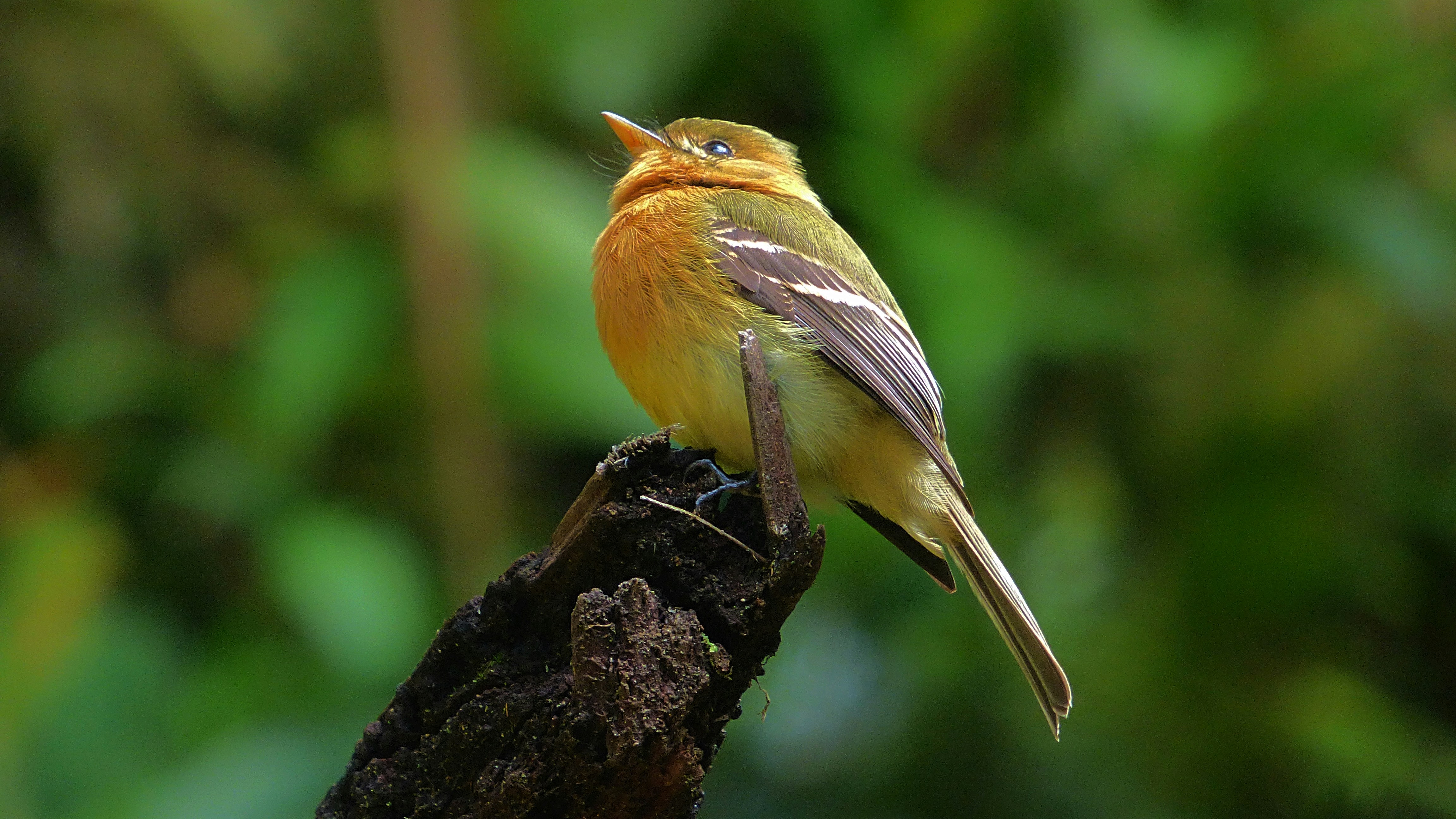 Tufted Flycatcher- Monteverde Cloud Forest Monteverde Wildlife Experiences-Costa Rica Bird watching with Dulce Wilson