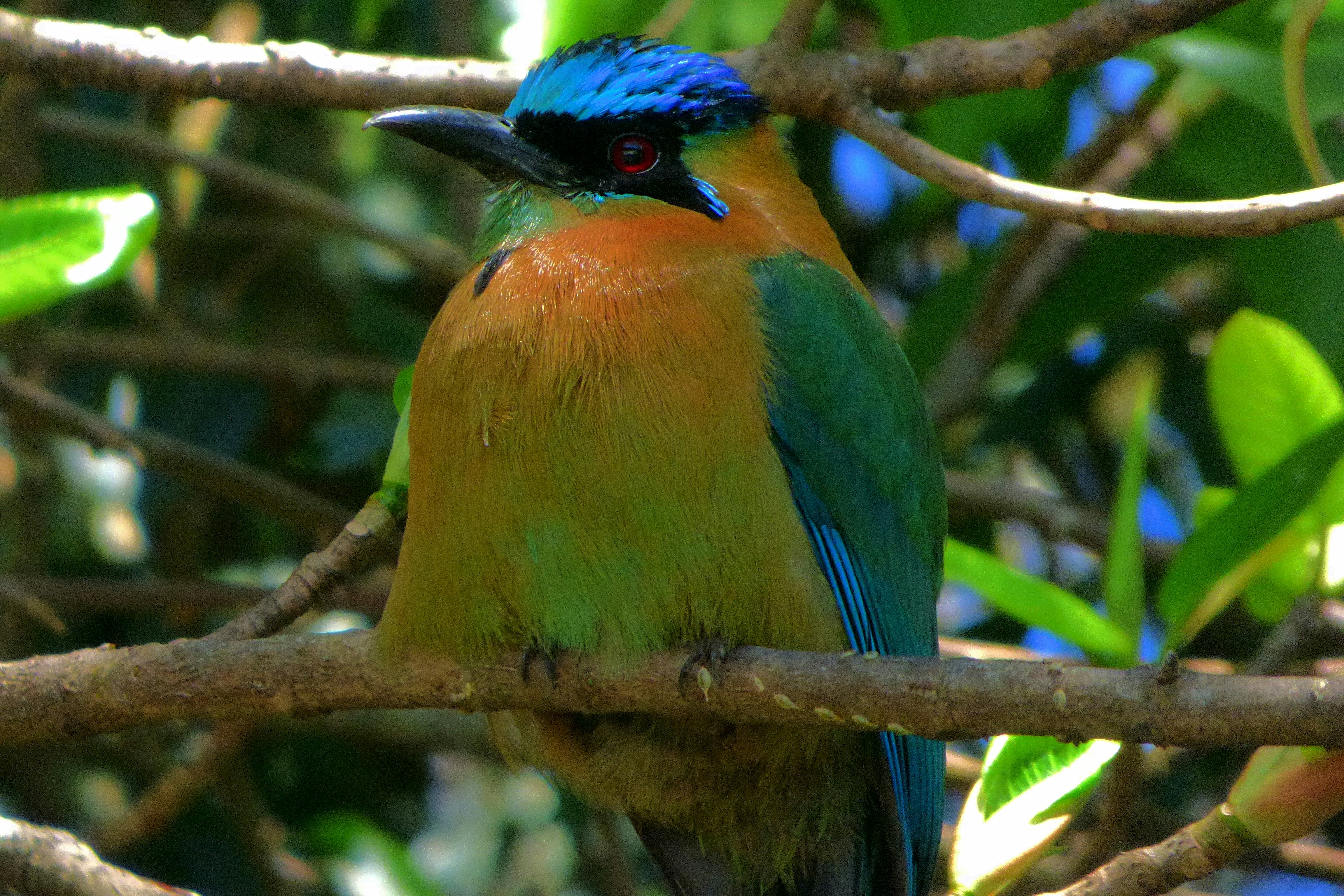 Lesson's Motmot - Sarita's Casitas - Cerro Plano Monte Verde, Puntarenas, Costa Rica. Monteverde Wildlife Experiences-Costa Rica Bird Watching with Dulce Wilson