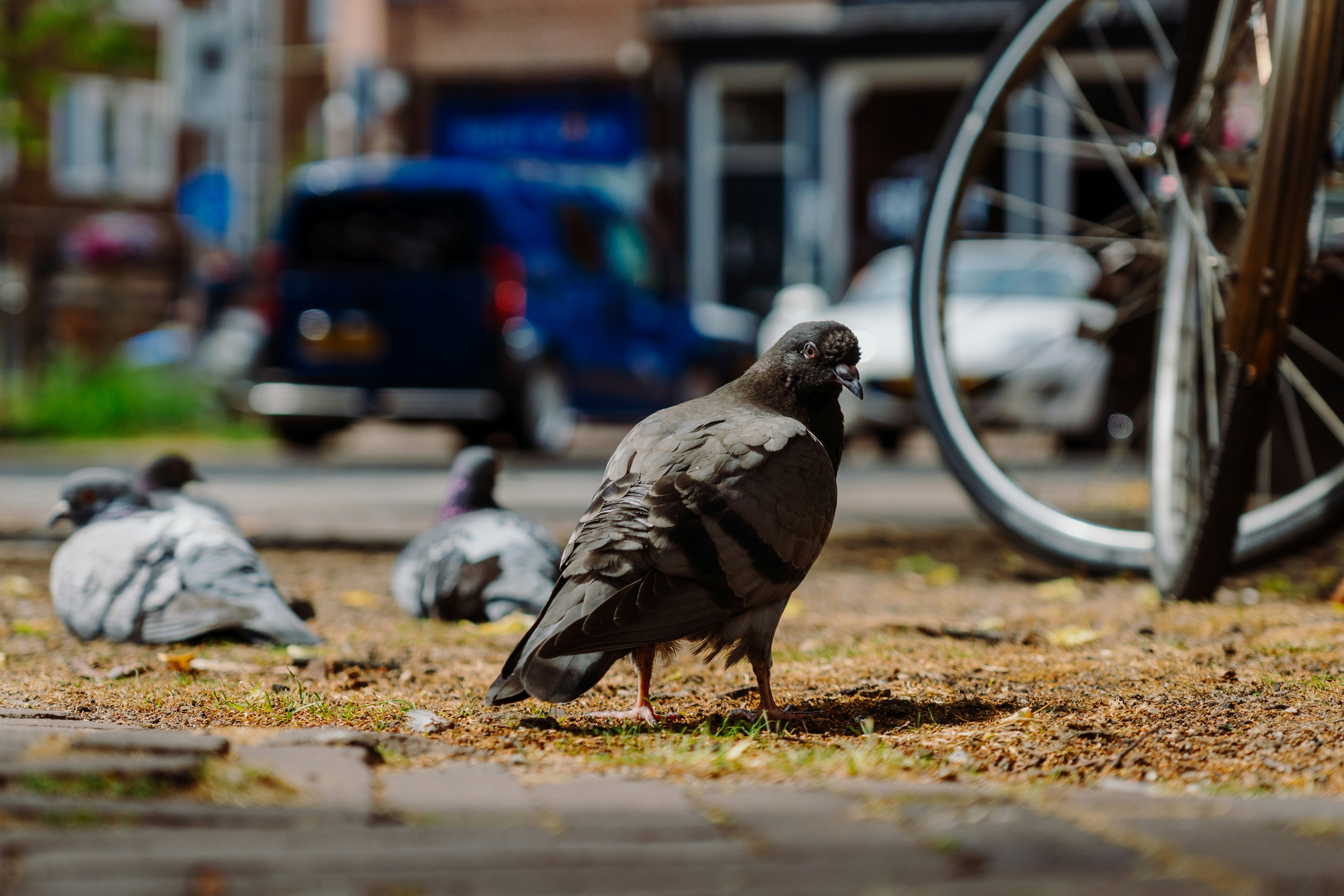Ground-Level Gaze: A Pigeon Framed by a Moving City