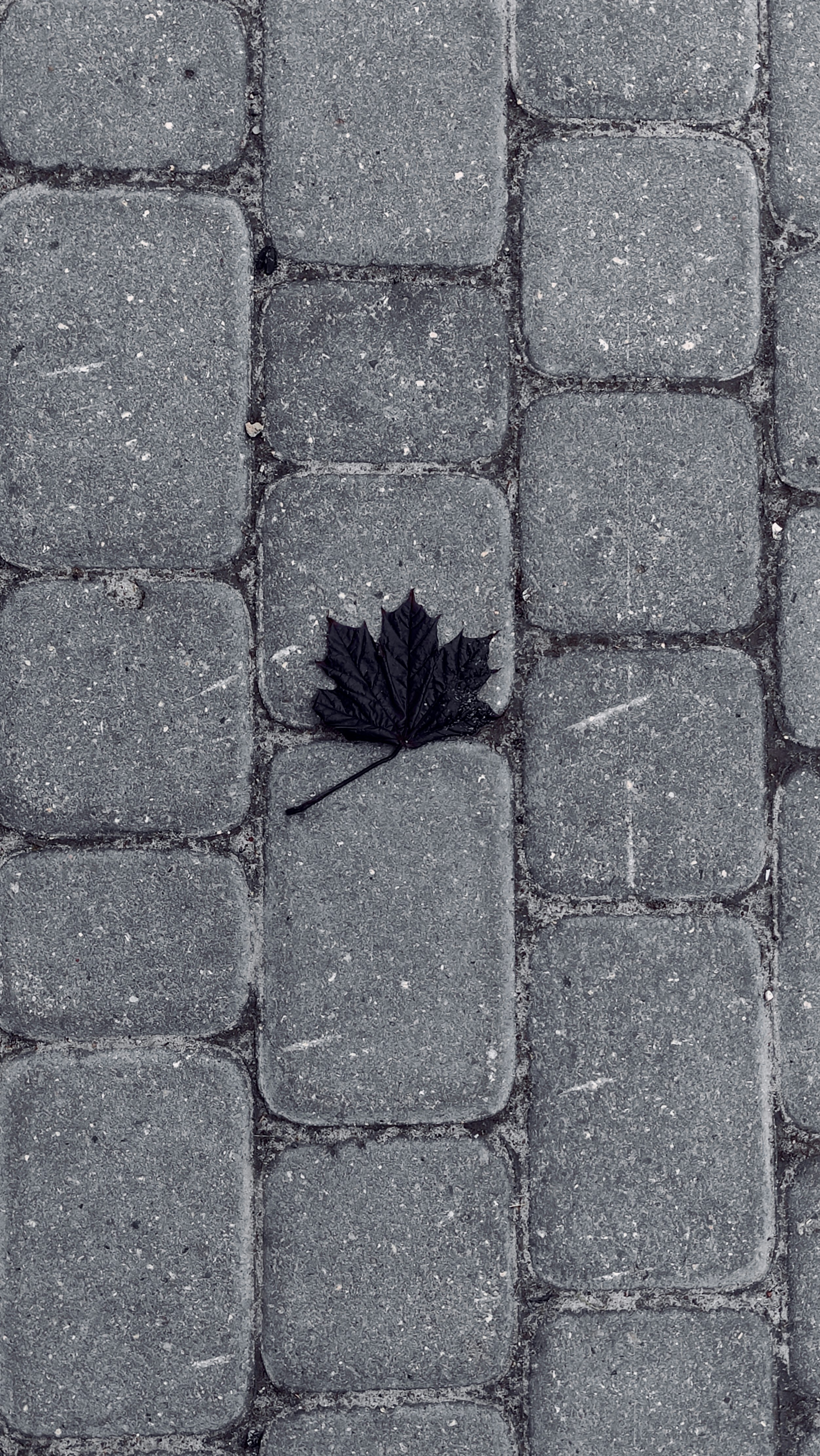 A solitary dark leaf lies on a textured stone-paver walkway, emphasizing the contrast between organic form and geometric blocks. A quiet, minimal scene with a monochrome mood.