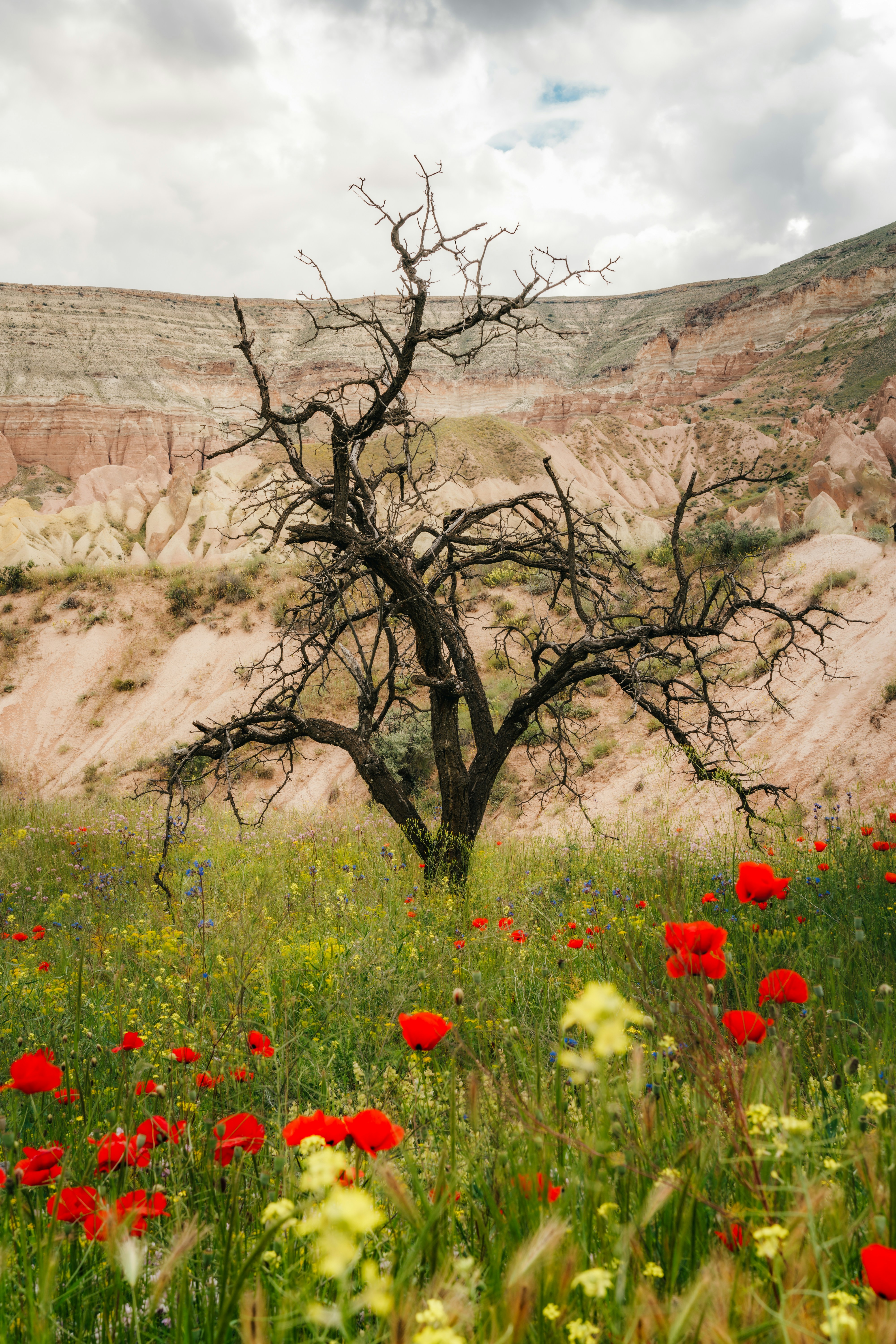 A dead tree in a field of wildflowers photo – Free Cappadocia Image on ...