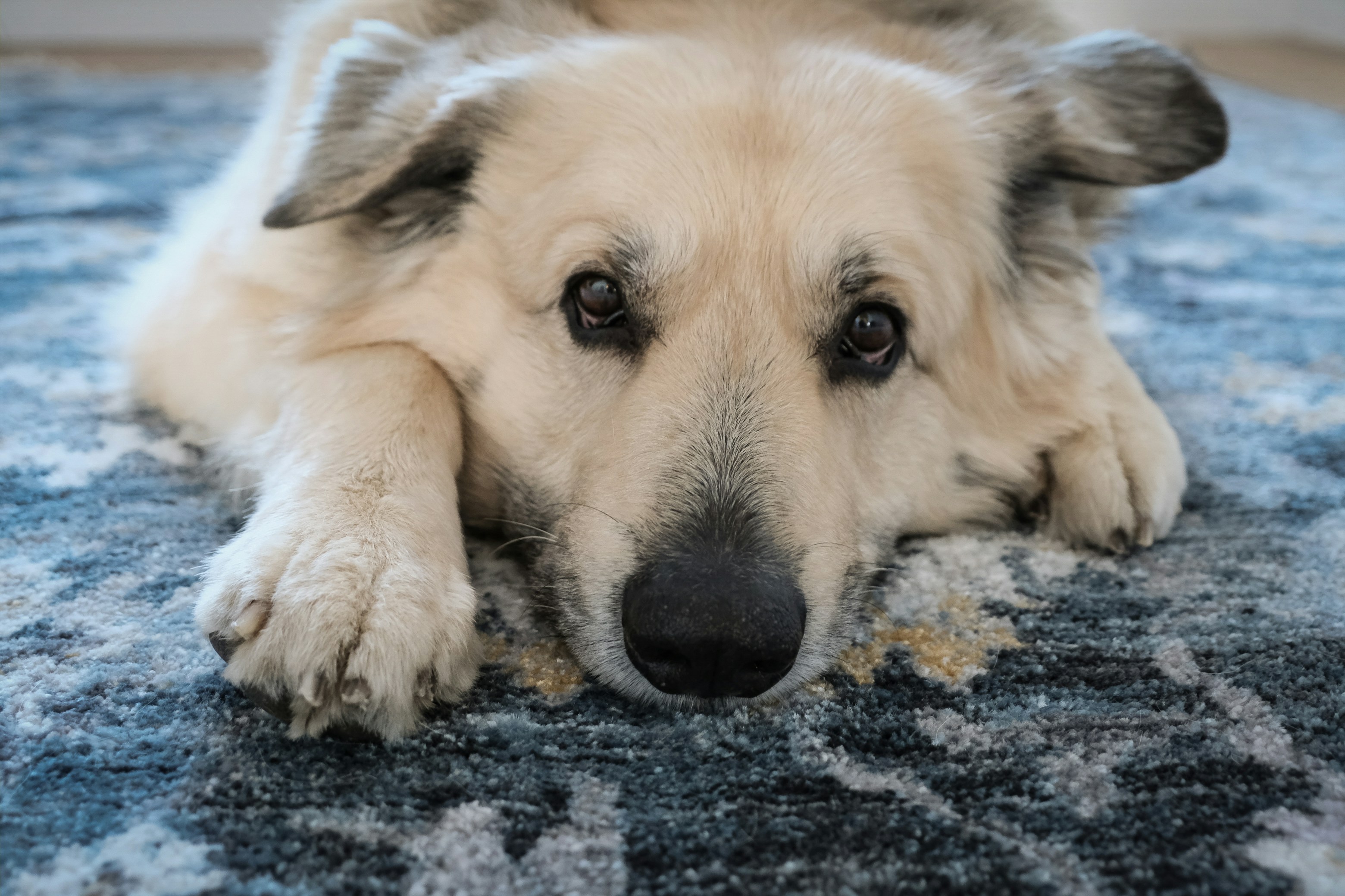 A gentle, light-colored dog rests its head on a patterned rug, gazing thoughtfully with expressive eyes.