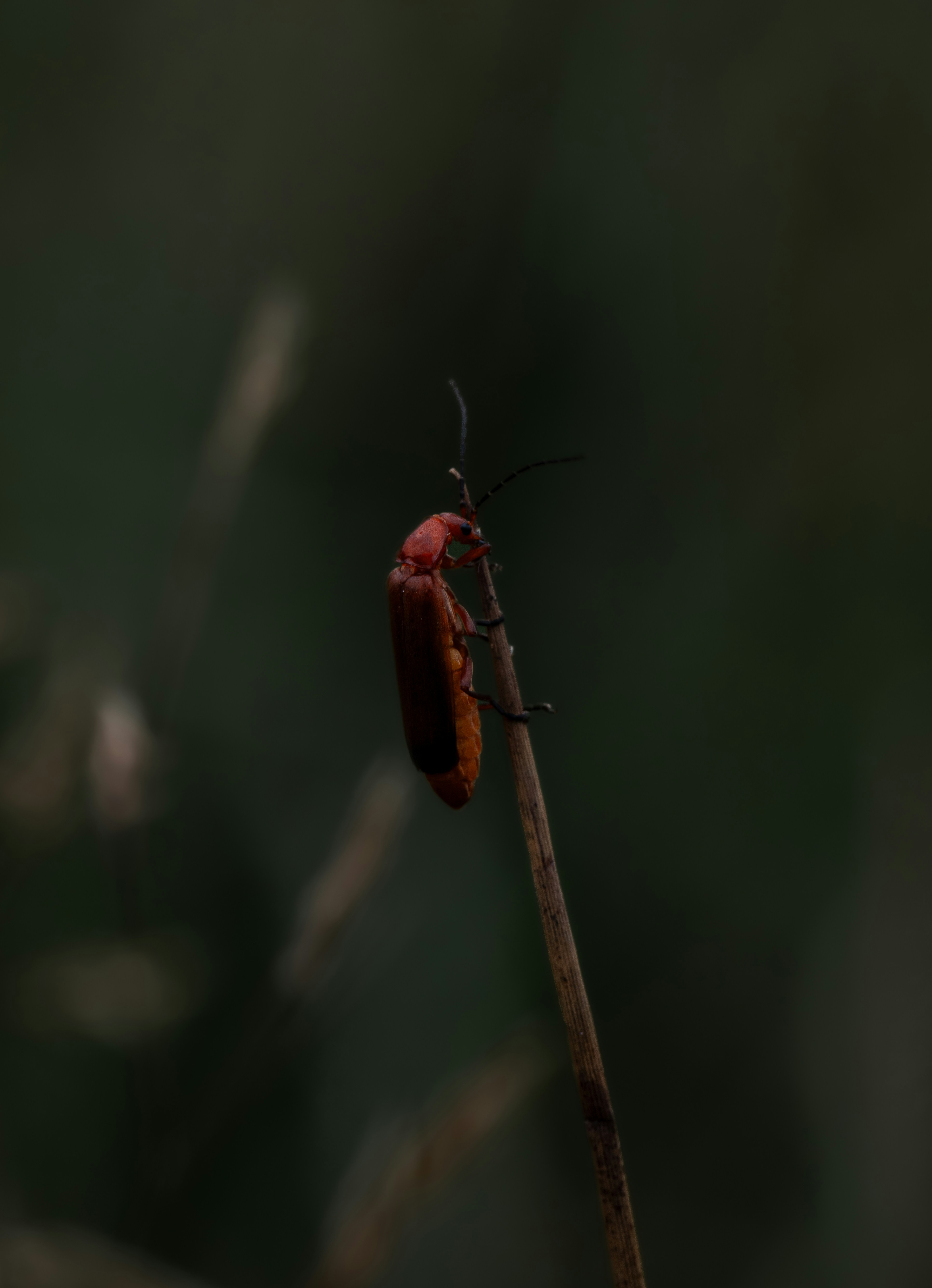 Crimson Longhorn on a Withered Reed in Velvet Darkness