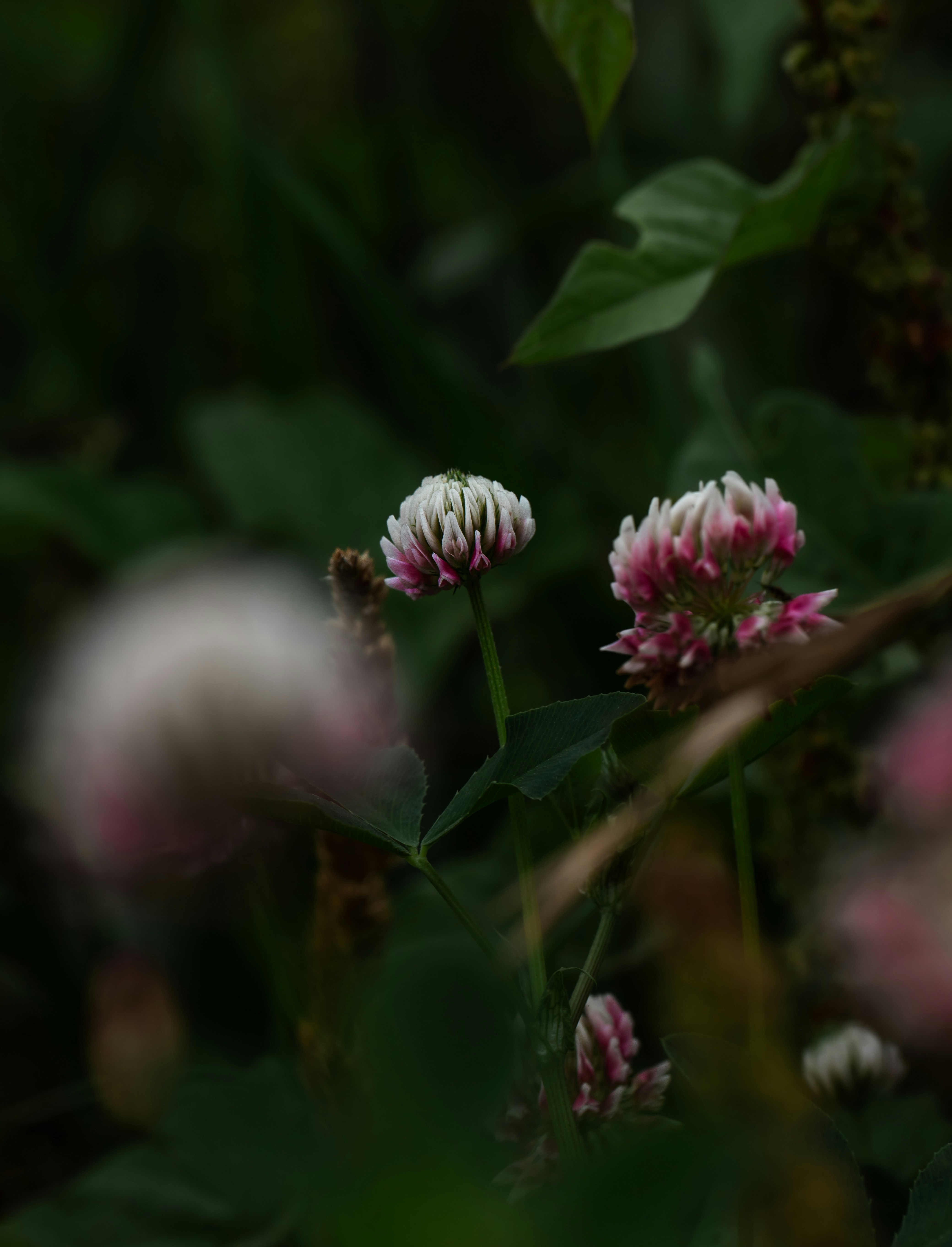 Globe Bloom in Velvet Green: A Pink-White Moment of Quiet