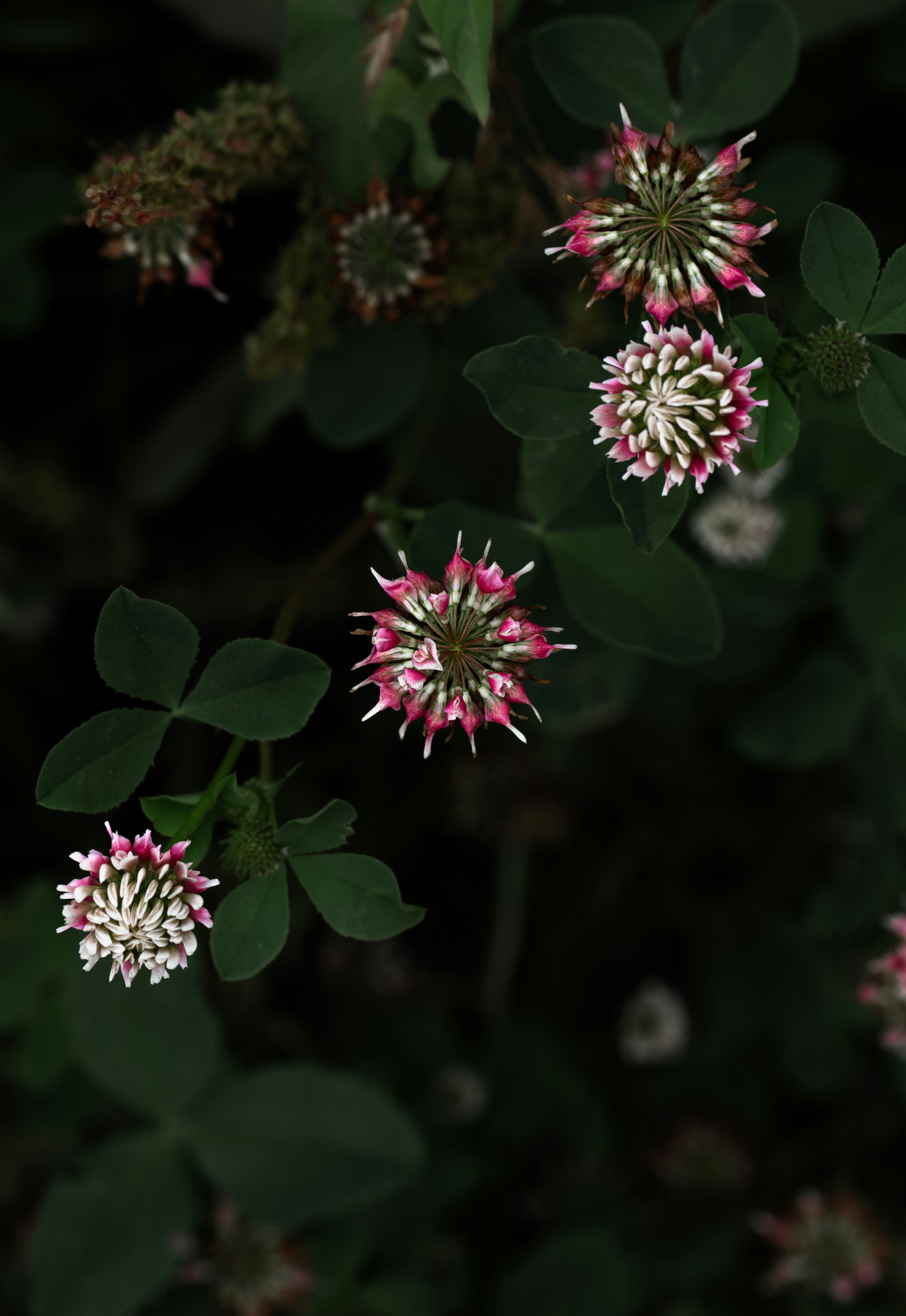 Pink-White Globe-Bloom Starbursts in a Shadowed Garden