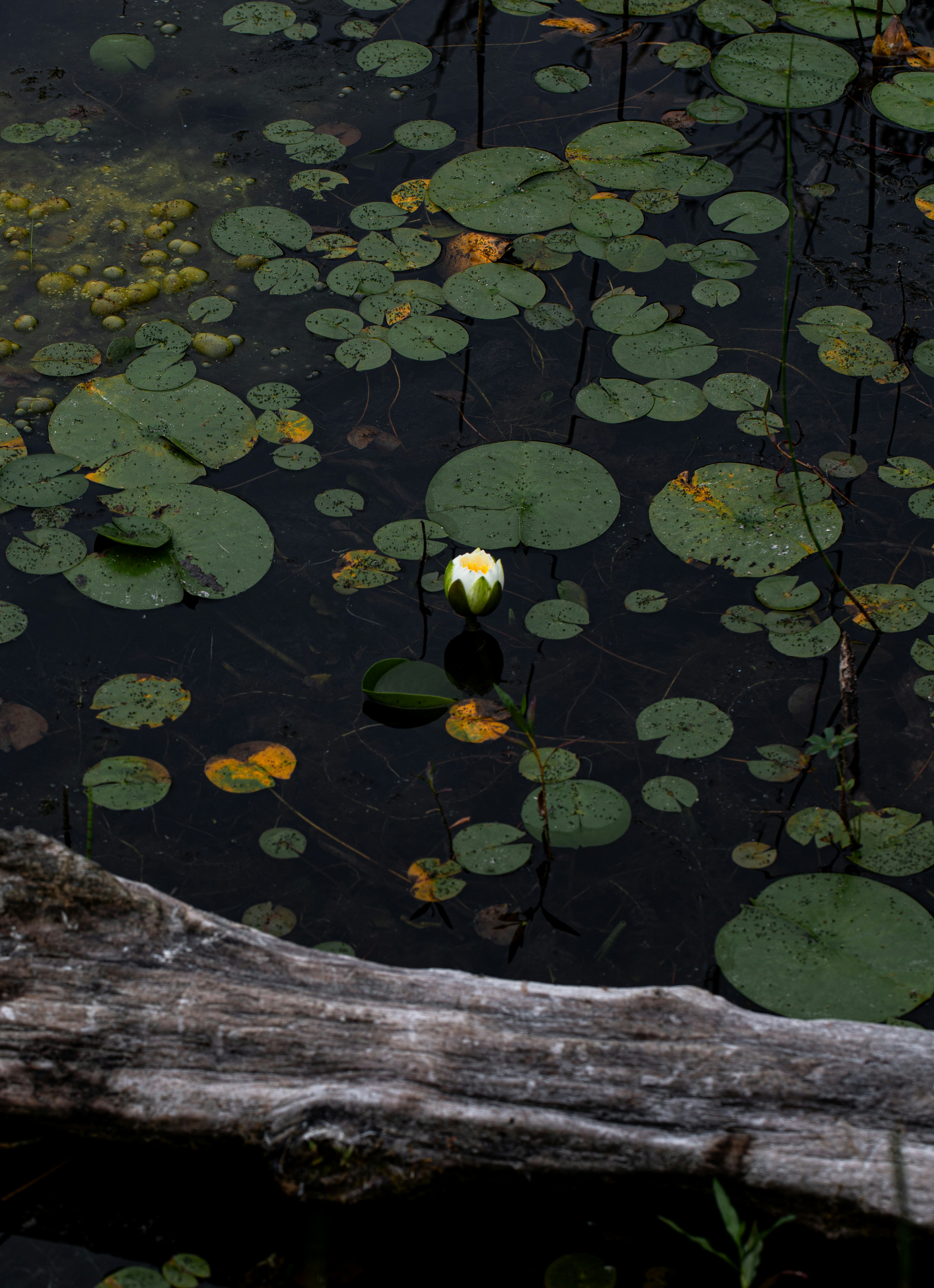Solitary White Water Lily Against a Patchwork of Lily Pads