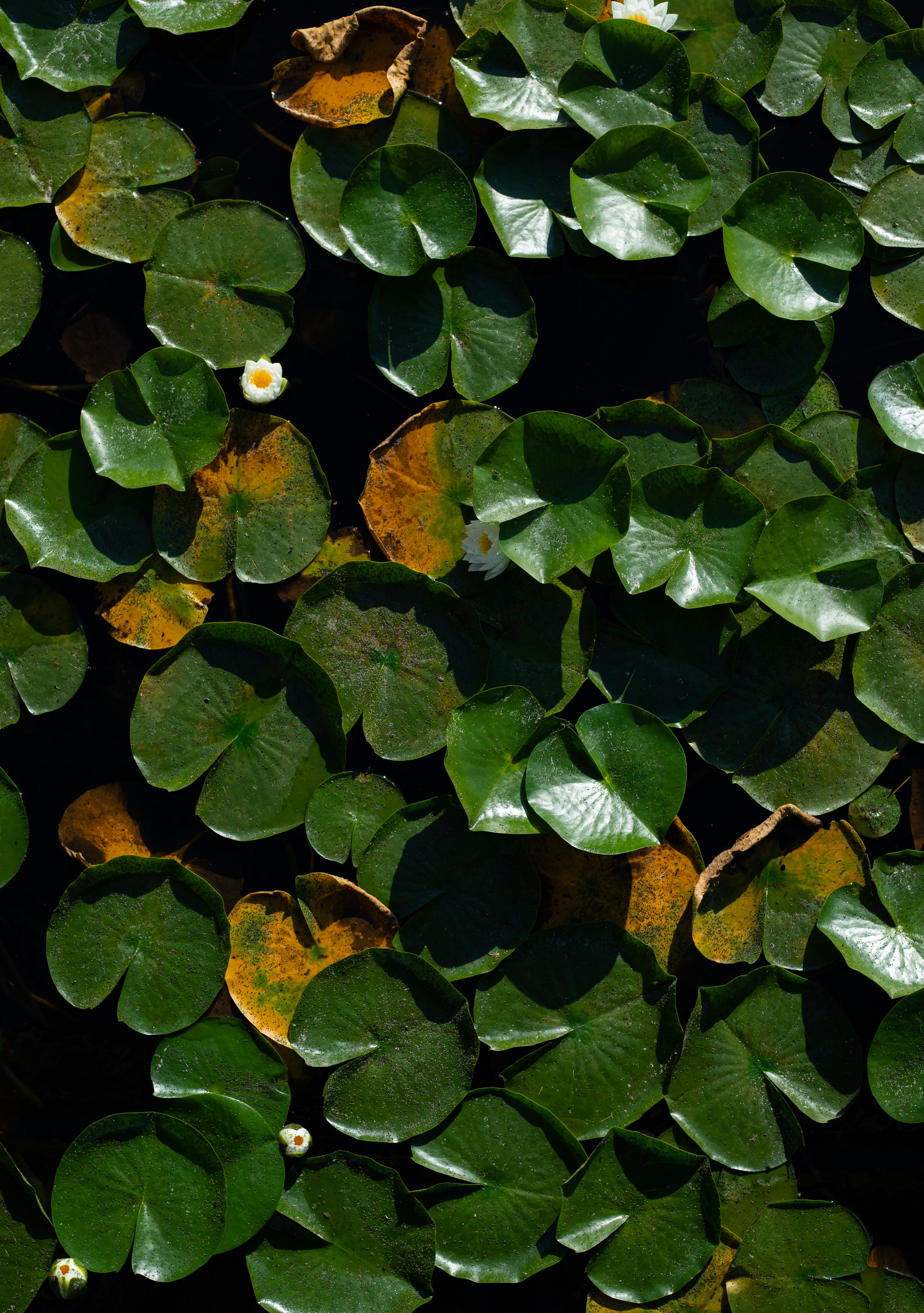 Photo by Mario Verduzco with Canon EOS 6D Mark II