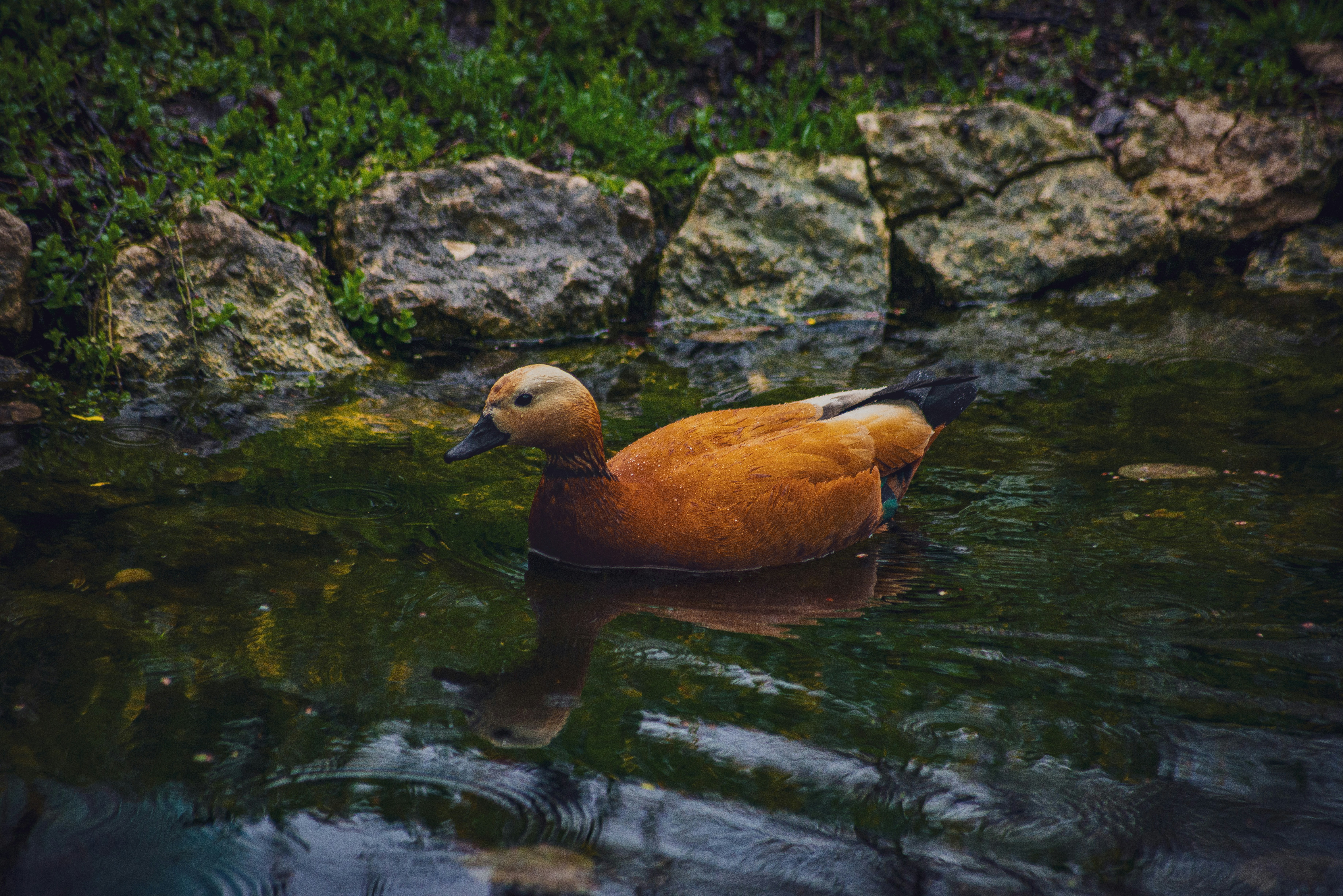 Amber-Plumed Duck Gliding Along a Mossy Stone Shore