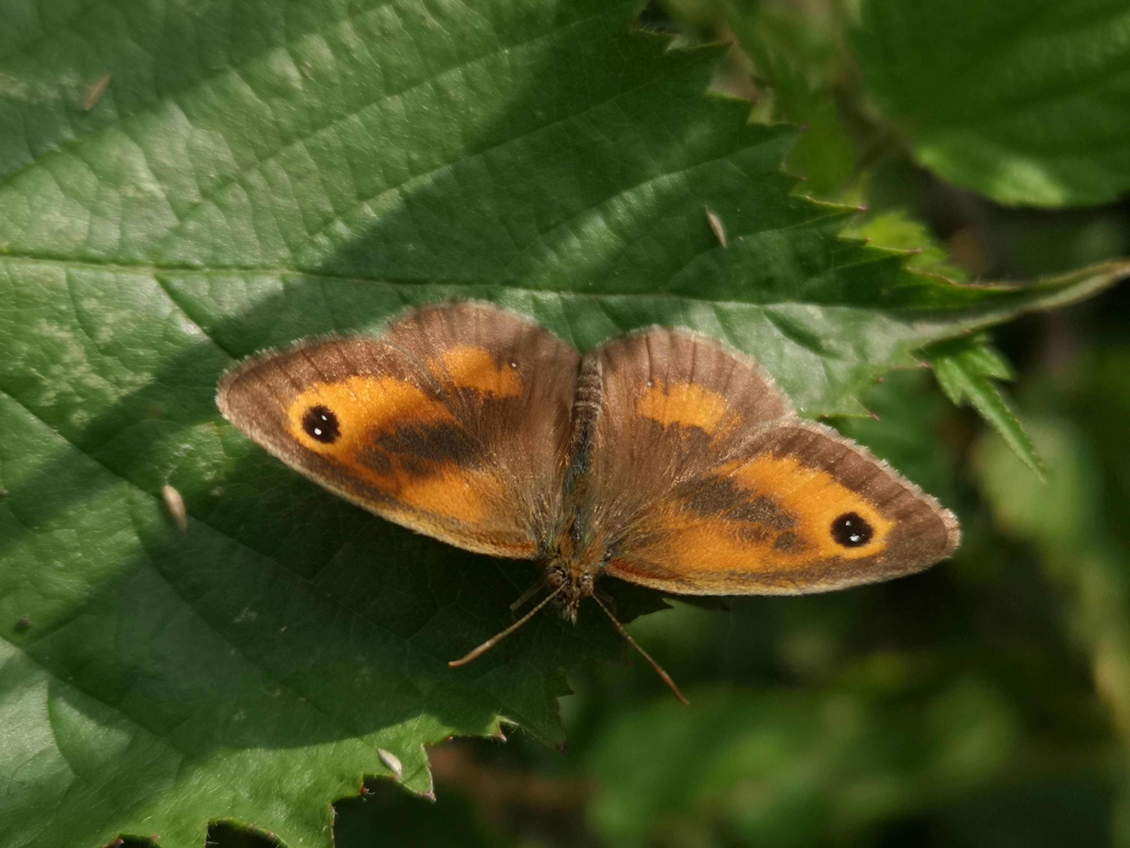 Foto Una mariposa marrón y naranja sentada en una hoja verde – Imagen ...