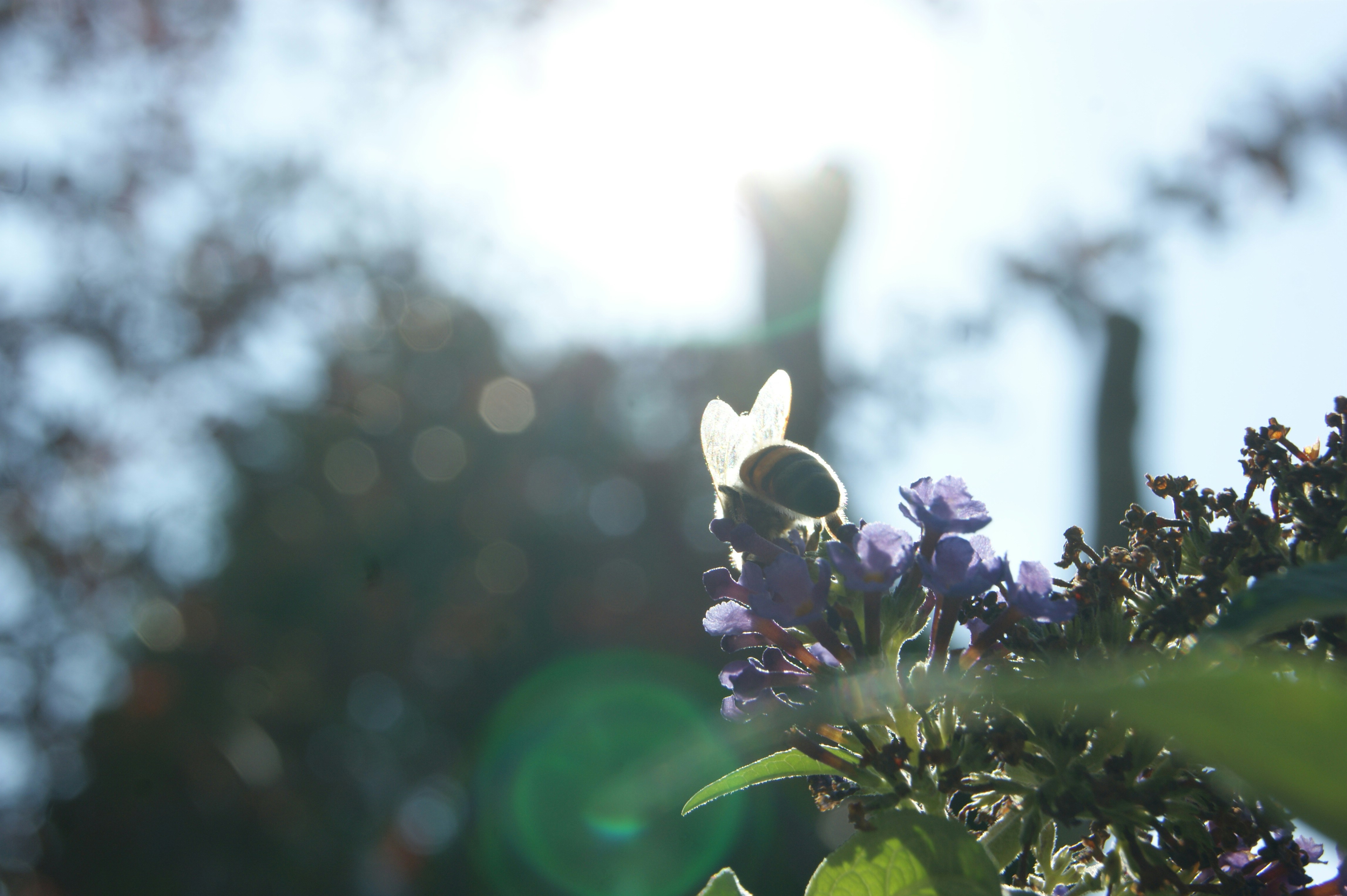 Sunlit Bee on Lavender: a Quiet Moment of Garden Detail