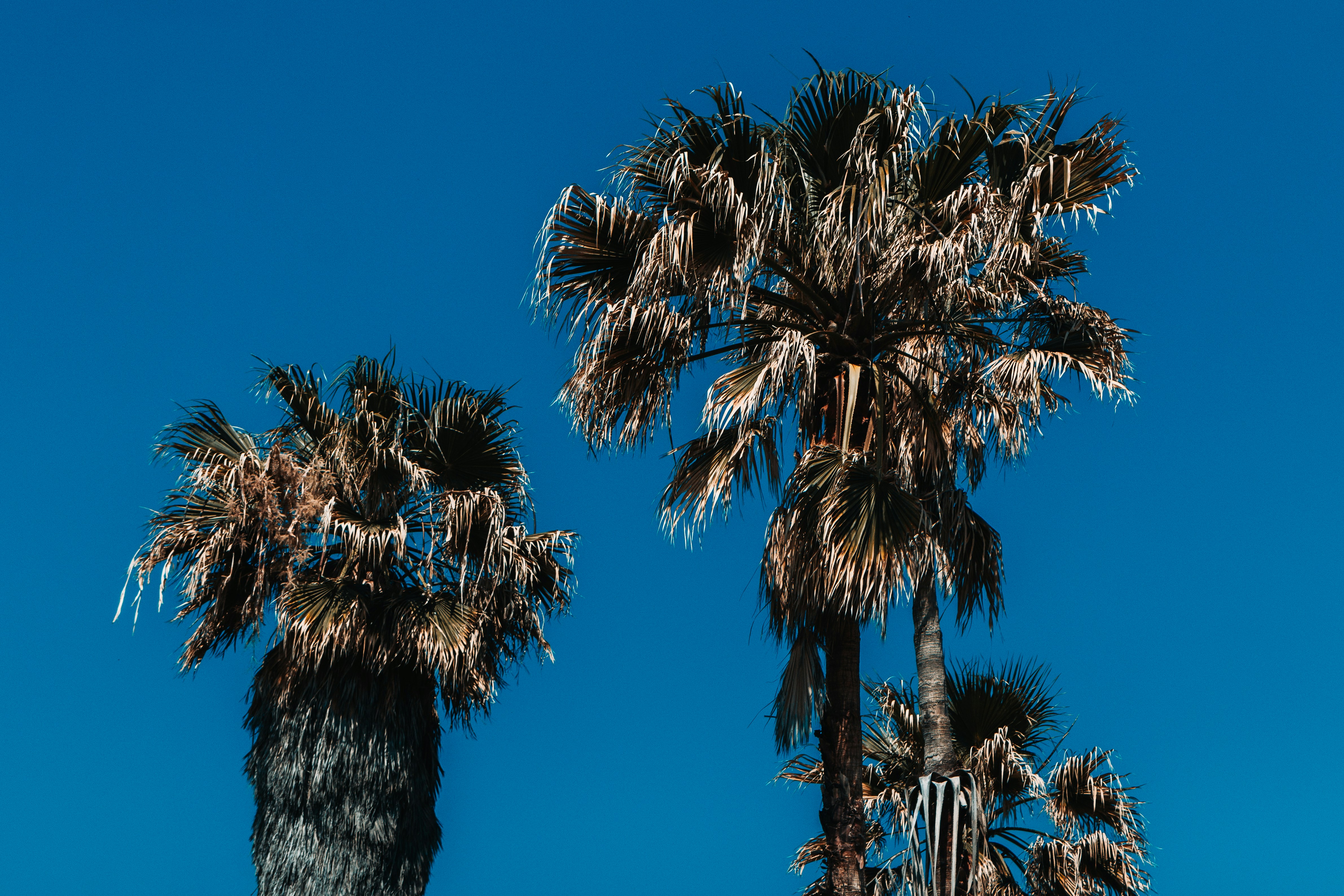 Desert Skyward: Twin Palms Against a Deep Blue