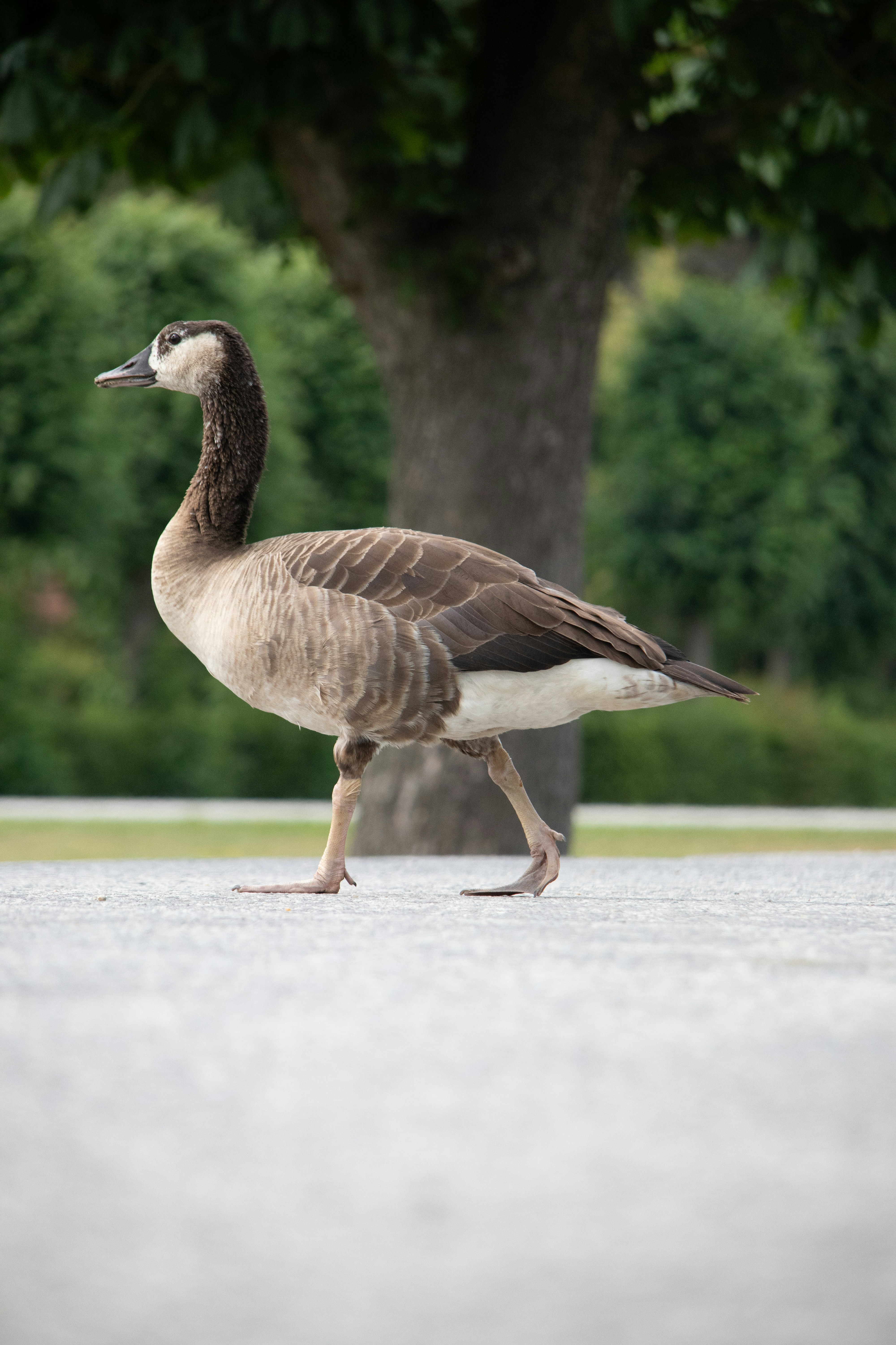 Grounded Sentinel: Canada Goose Traverses a Quiet Park Path