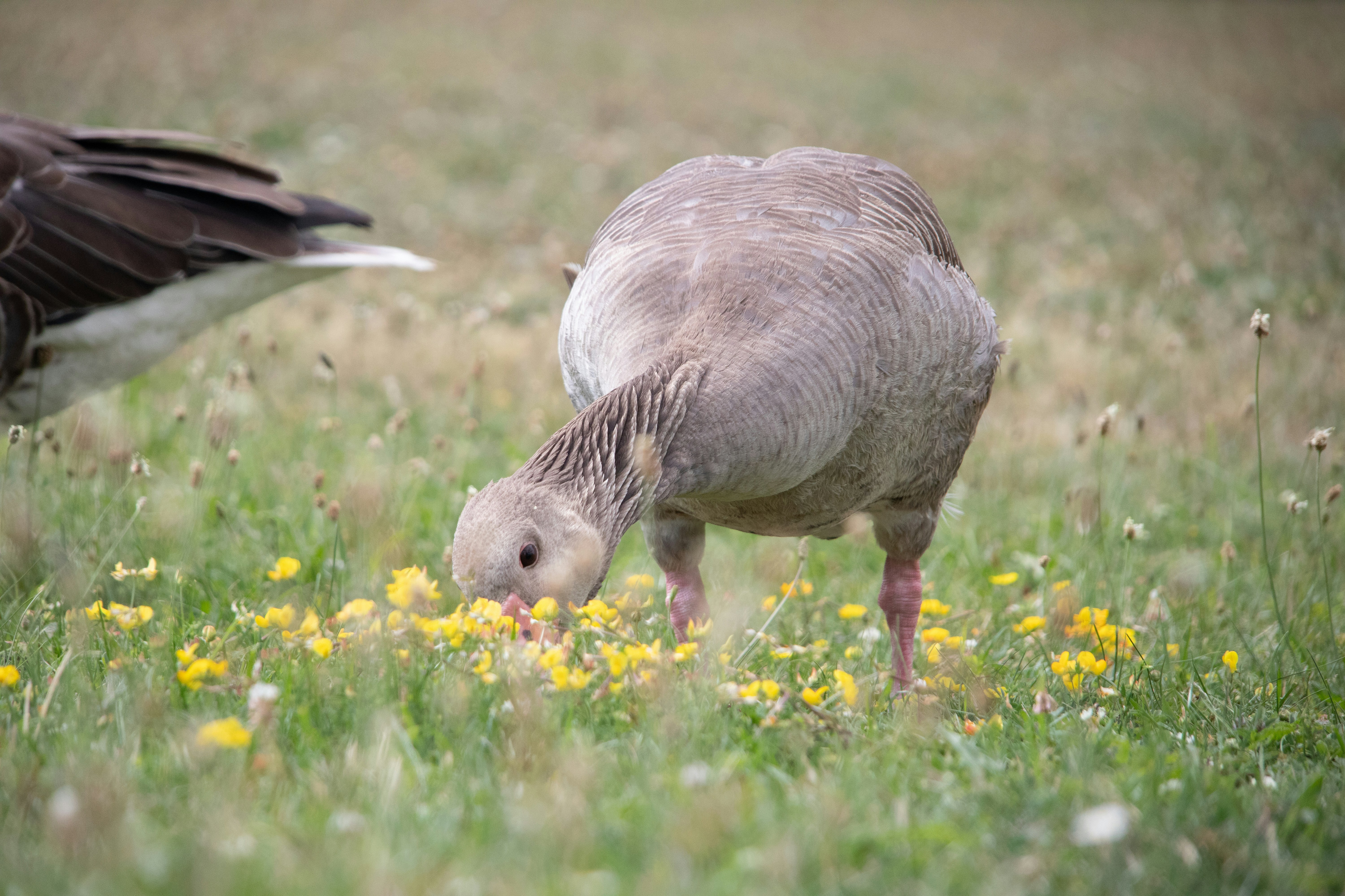 Heron in a Meadow: A Quiet Moment Among Yellow Blooms
