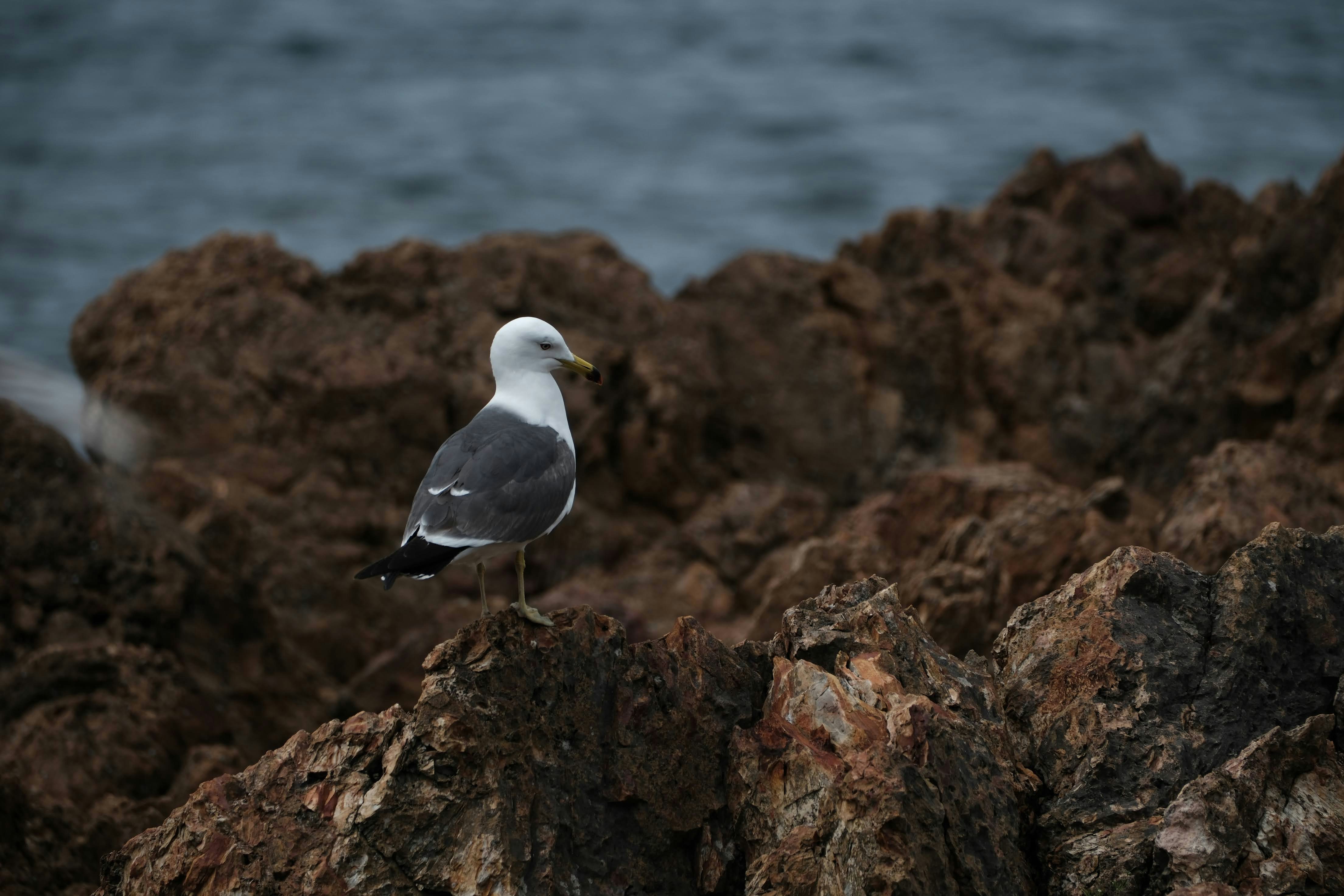 Photo by Seiya Maeda with Fujifilm X-H2S
