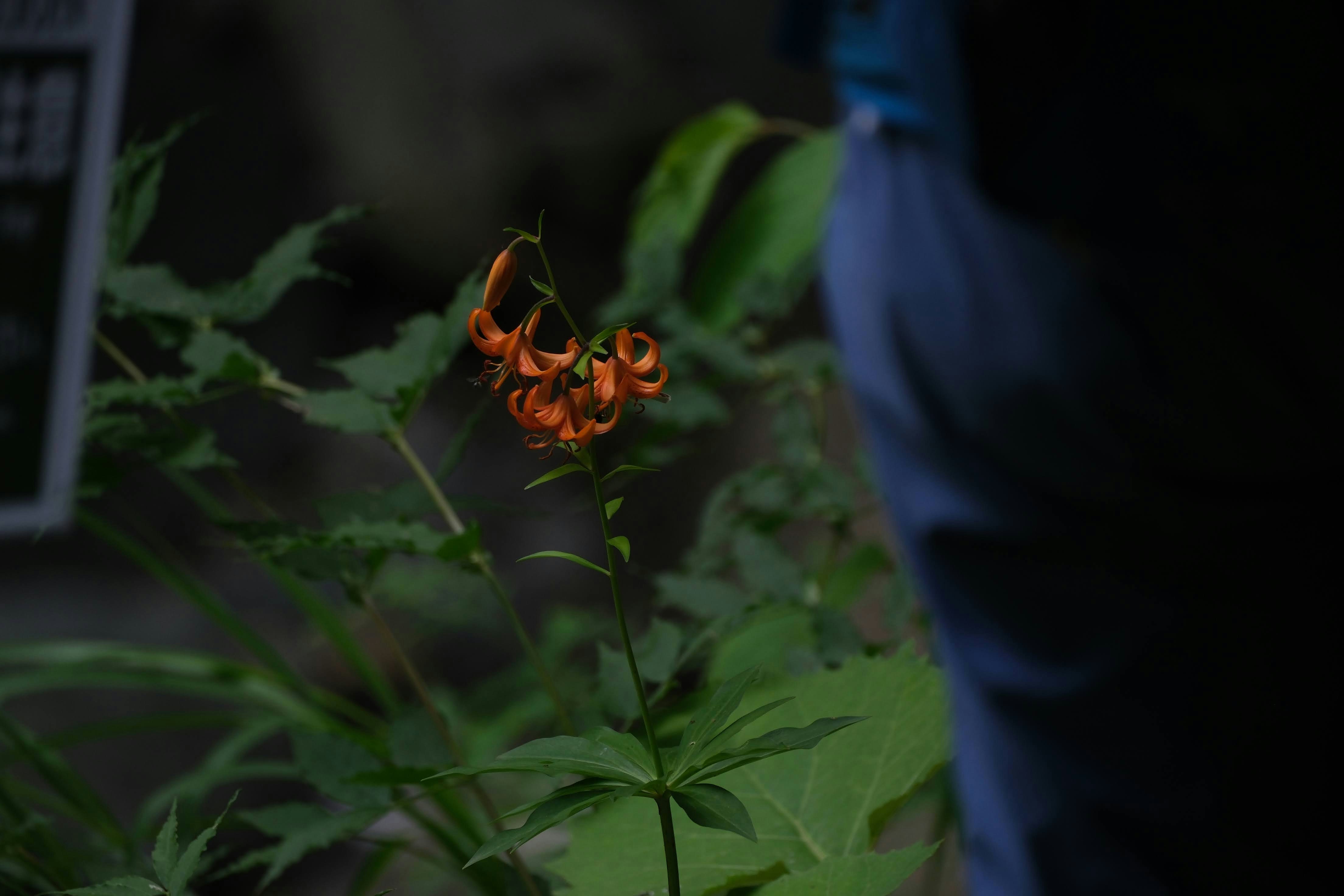 Whispering Orange: Bloom in Velvet Shadow