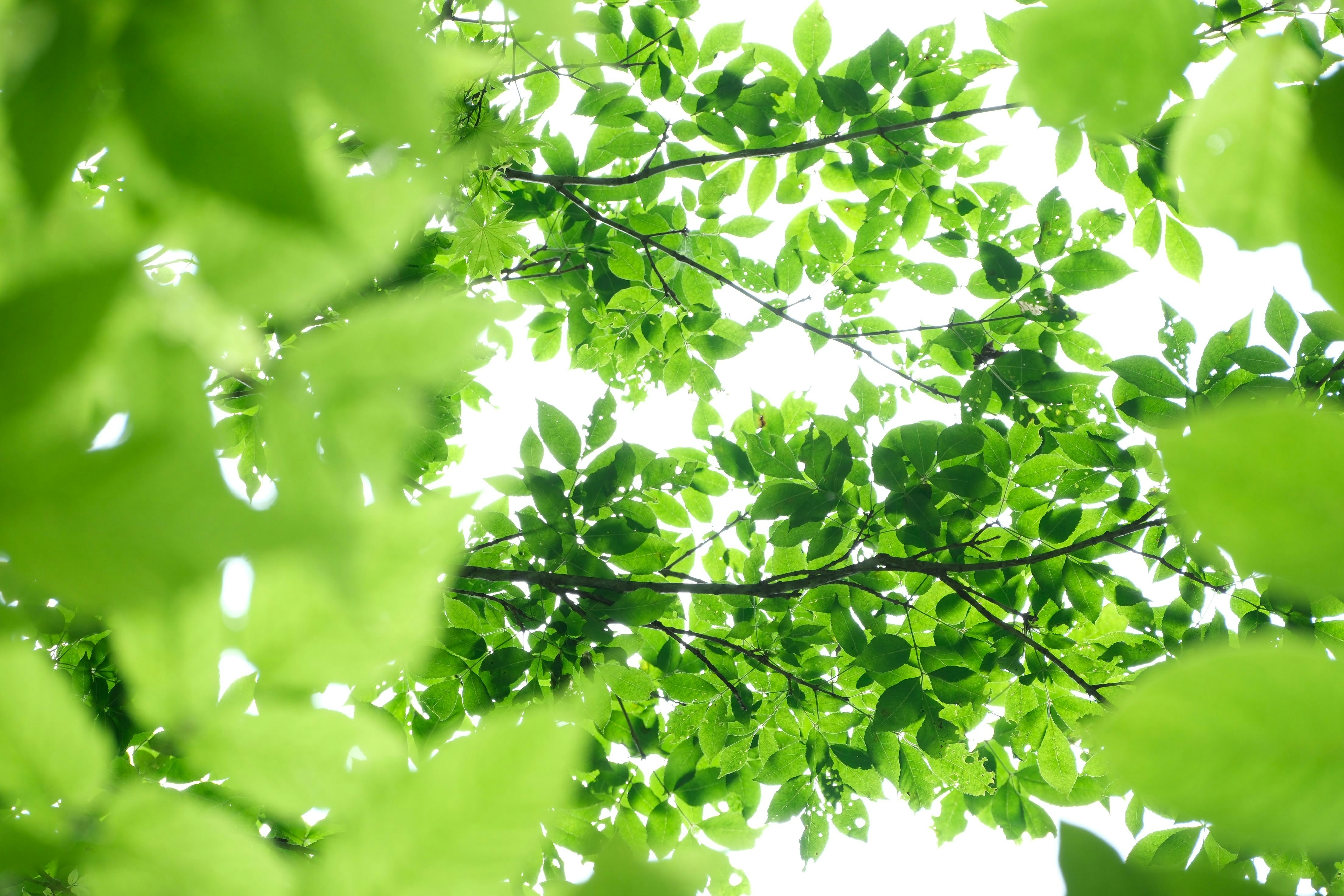 Lush green leaves forming a natural canopy, illuminated by bright light filtering through. The scene captures the essence of a vibrant forest.