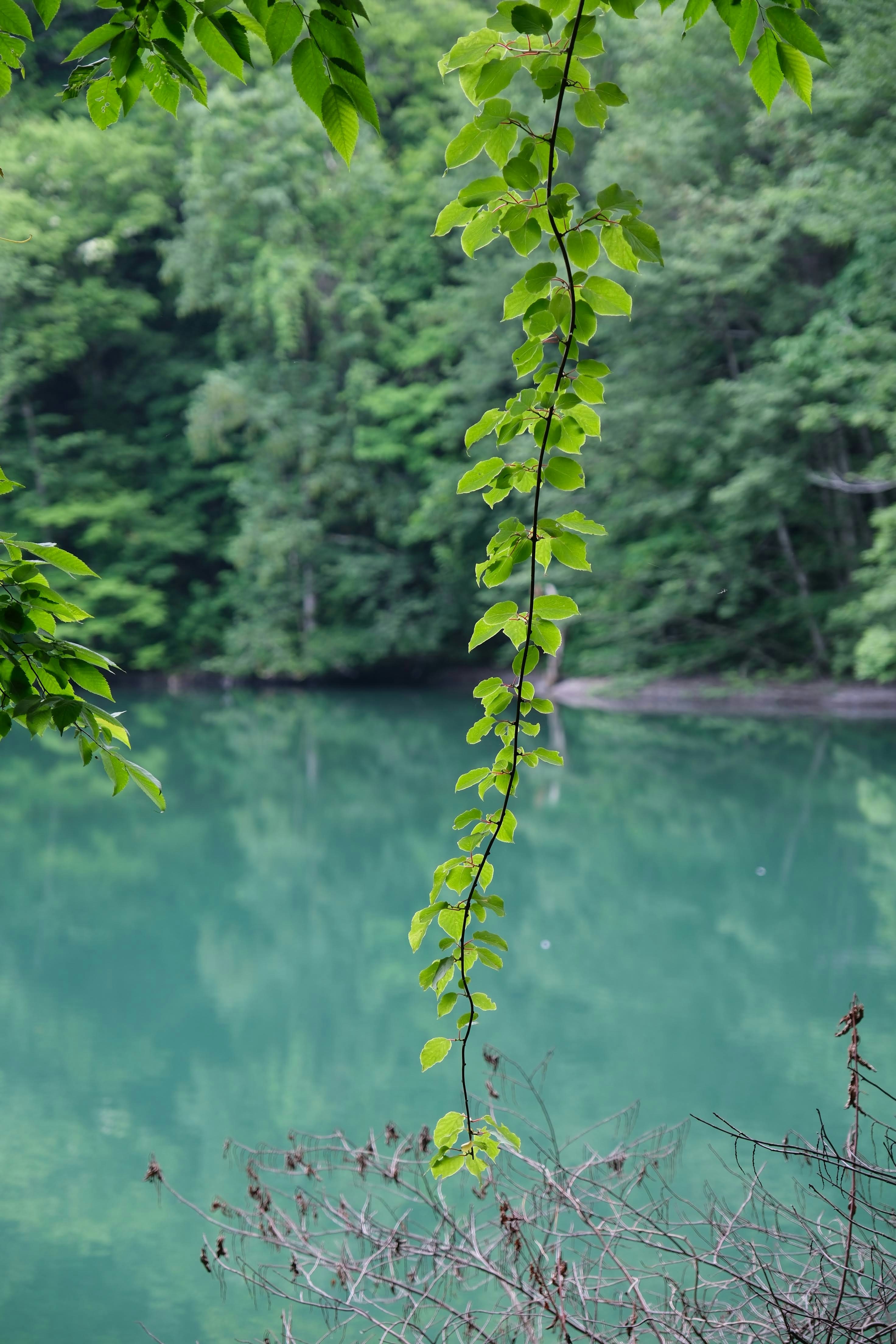 A tree branch hanging over a body of water photo – Free Fukaura Image ...