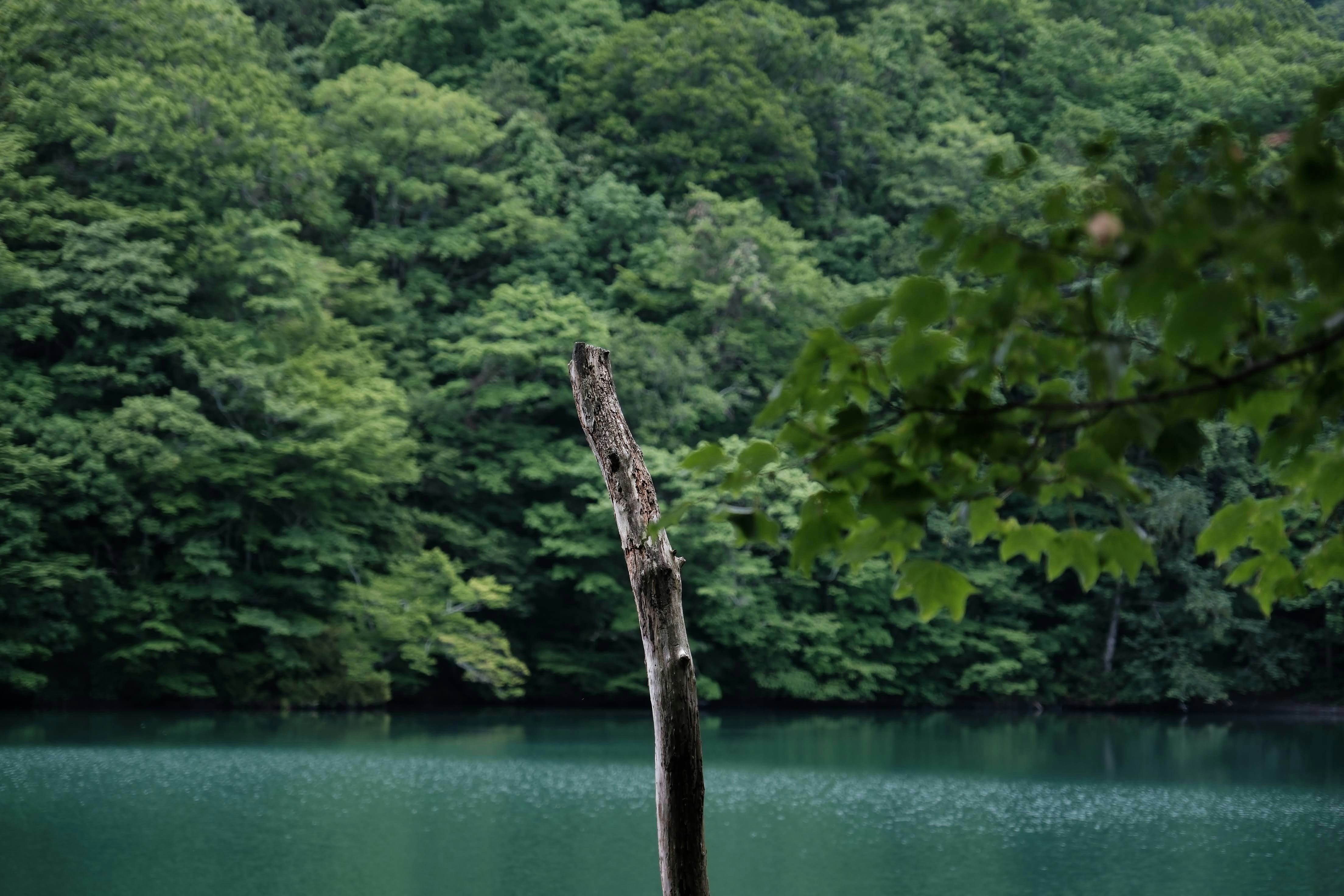 A tree branch sticking out of the water photo – Free Trees Image on ...