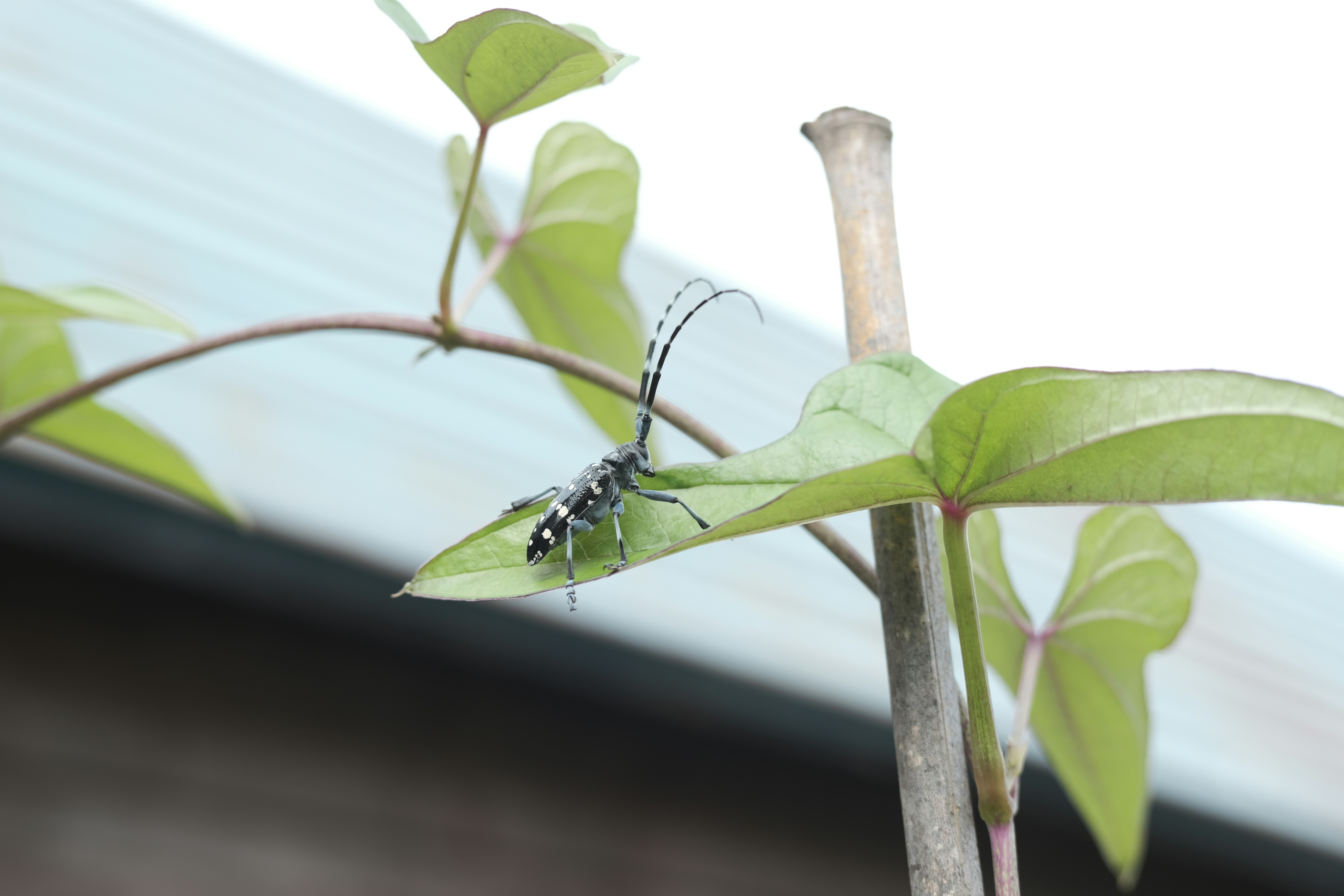 Quiet Pause on a Curving Vine: Longhorn Beetle in Focus