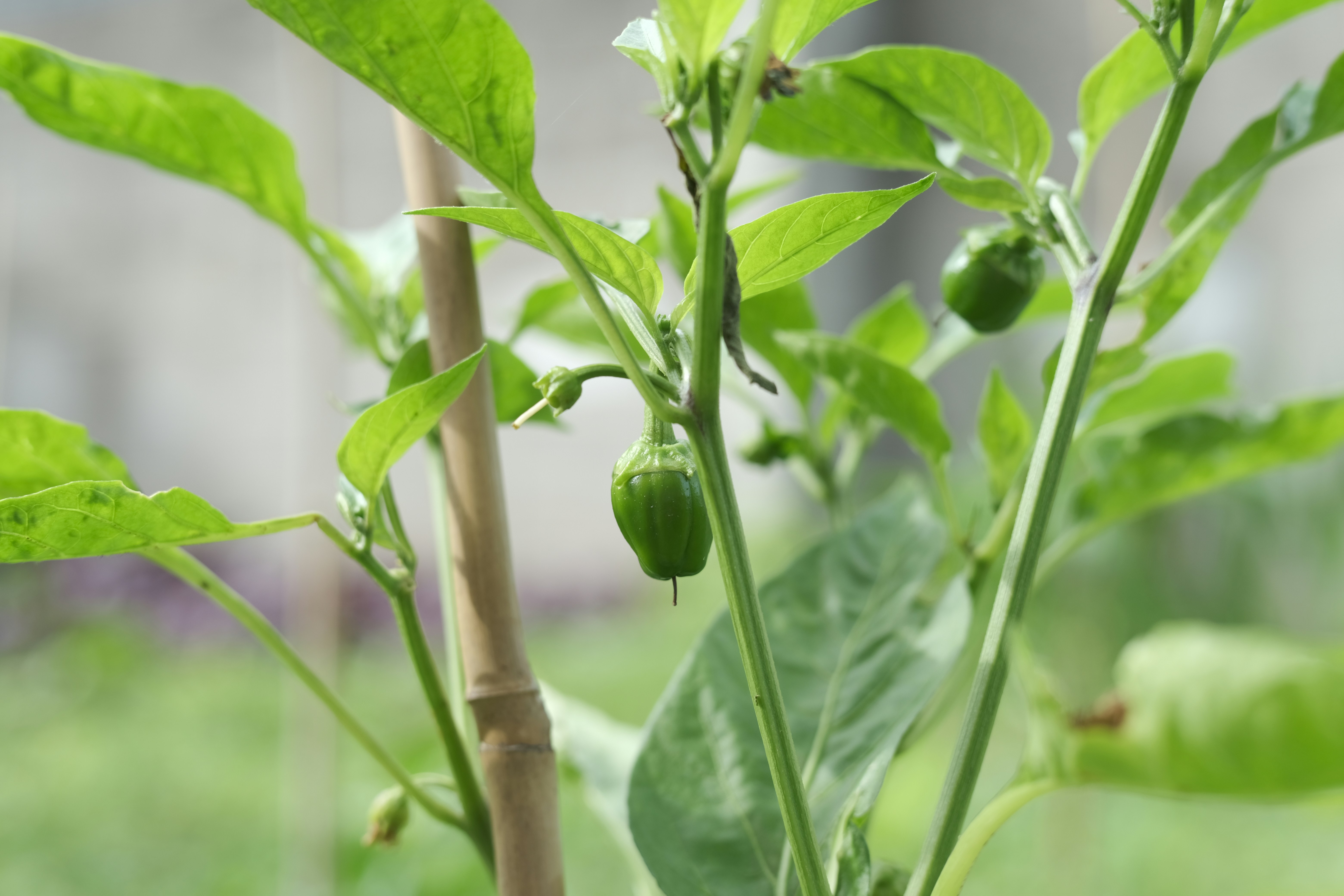 Green Pepper Pictures | Download Free Images on Unsplash