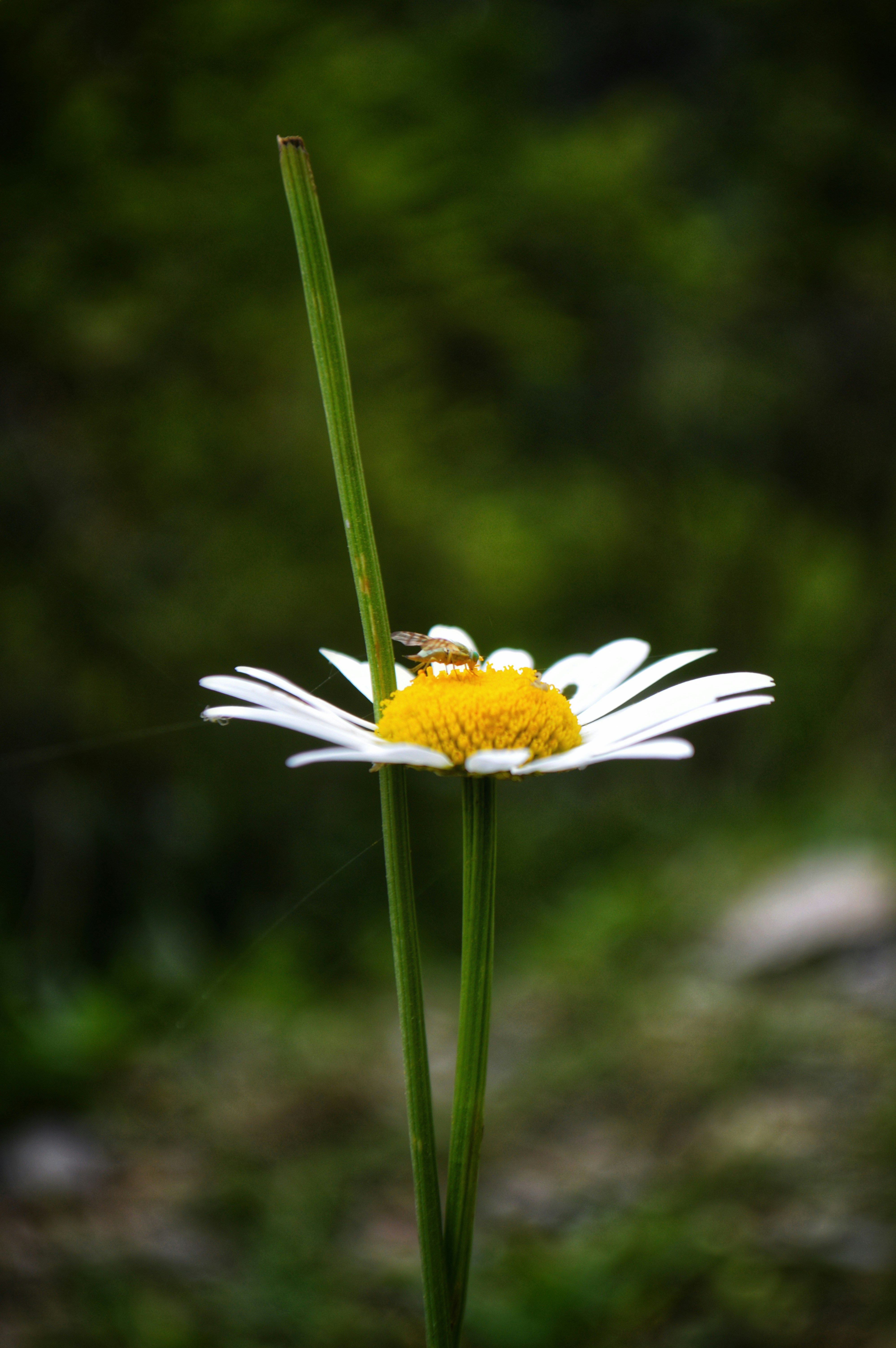 Bee's Pause on a Daisy Crown