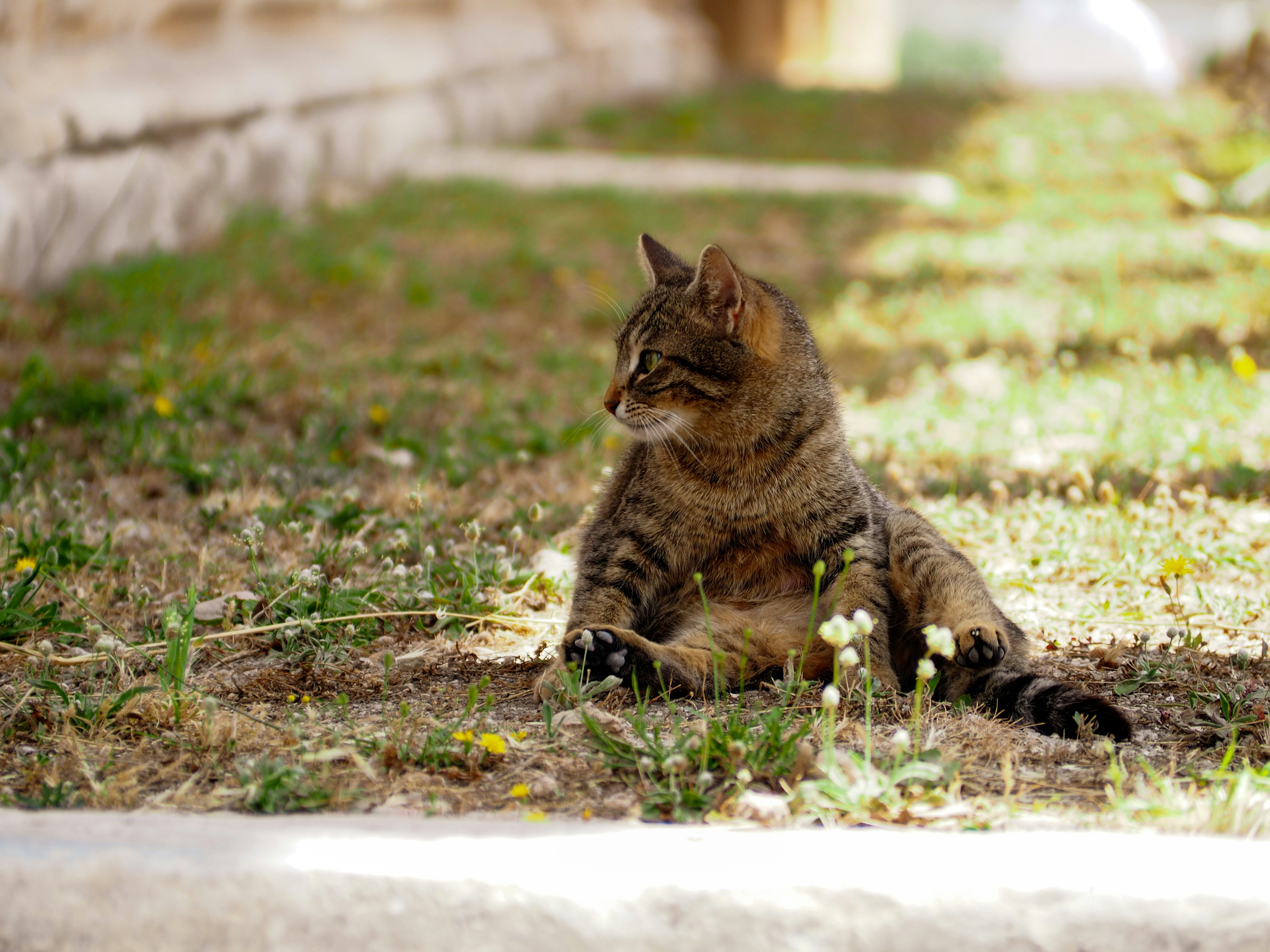 Cat in dappled shade: a patient gaze among spring weeds